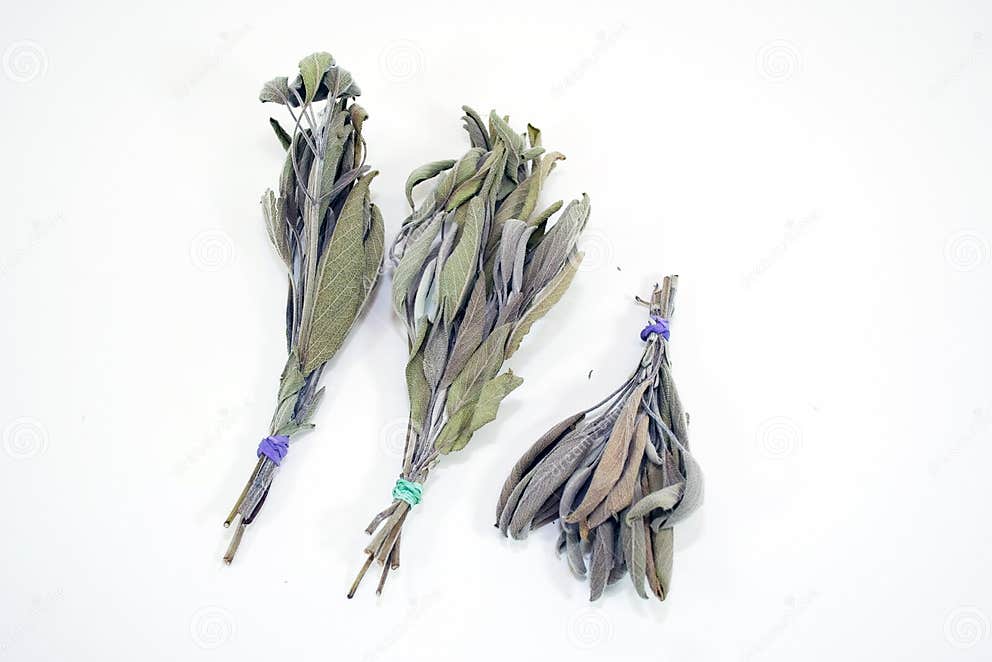 Herbs dried sage bunches stock photo. Image of facial - 16893722