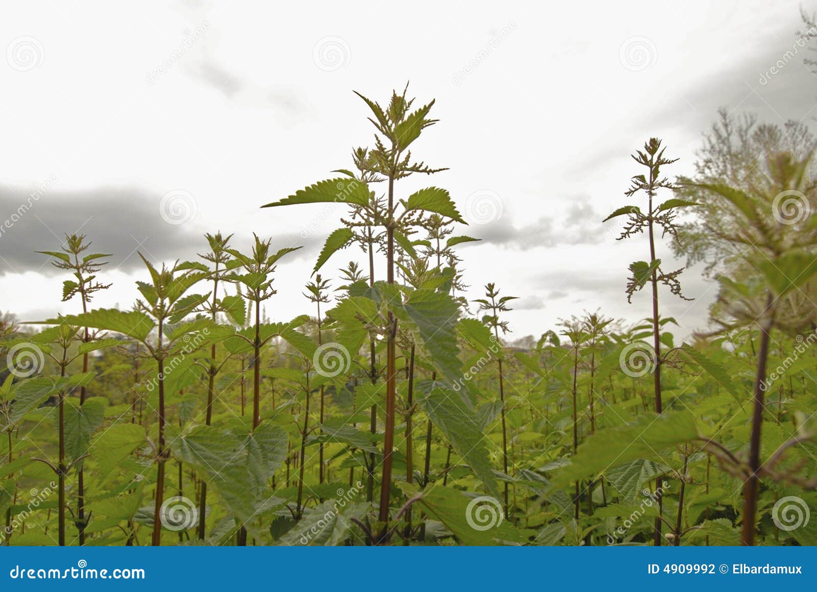 Herbs field stock photo. Image of aroma, healthy, medicine - 4909992