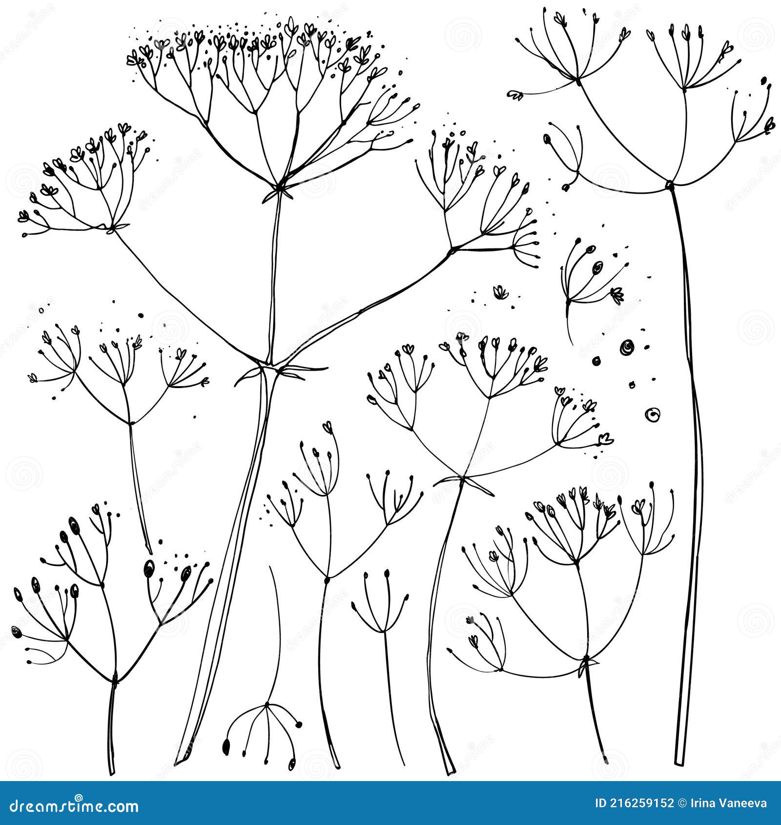 Herbs and Flowers Vector Line Drawing. Illustration Stock Vector ...
