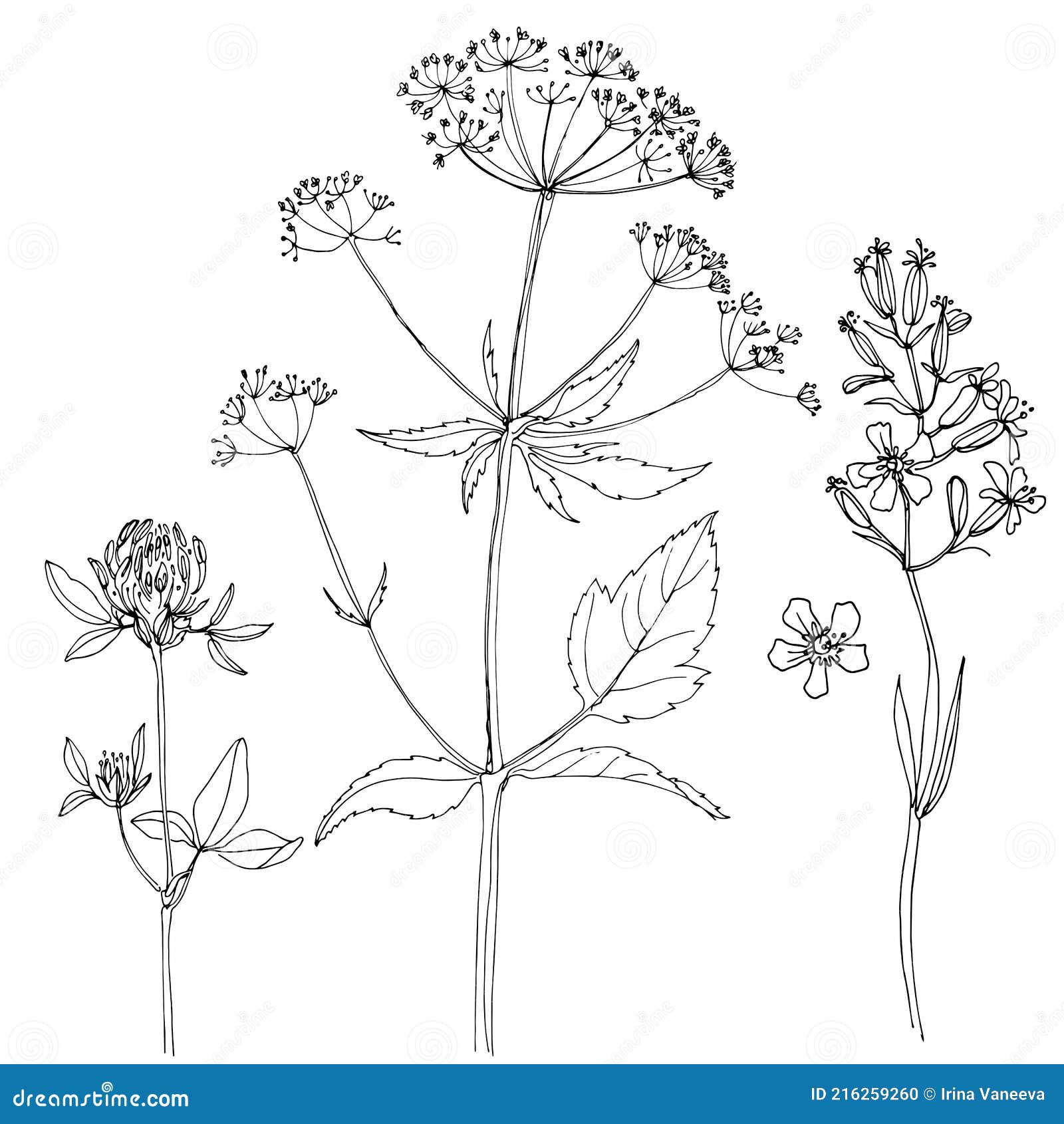 Herbs and Flowers Vector Line Drawing. Illustration Stock Vector ...