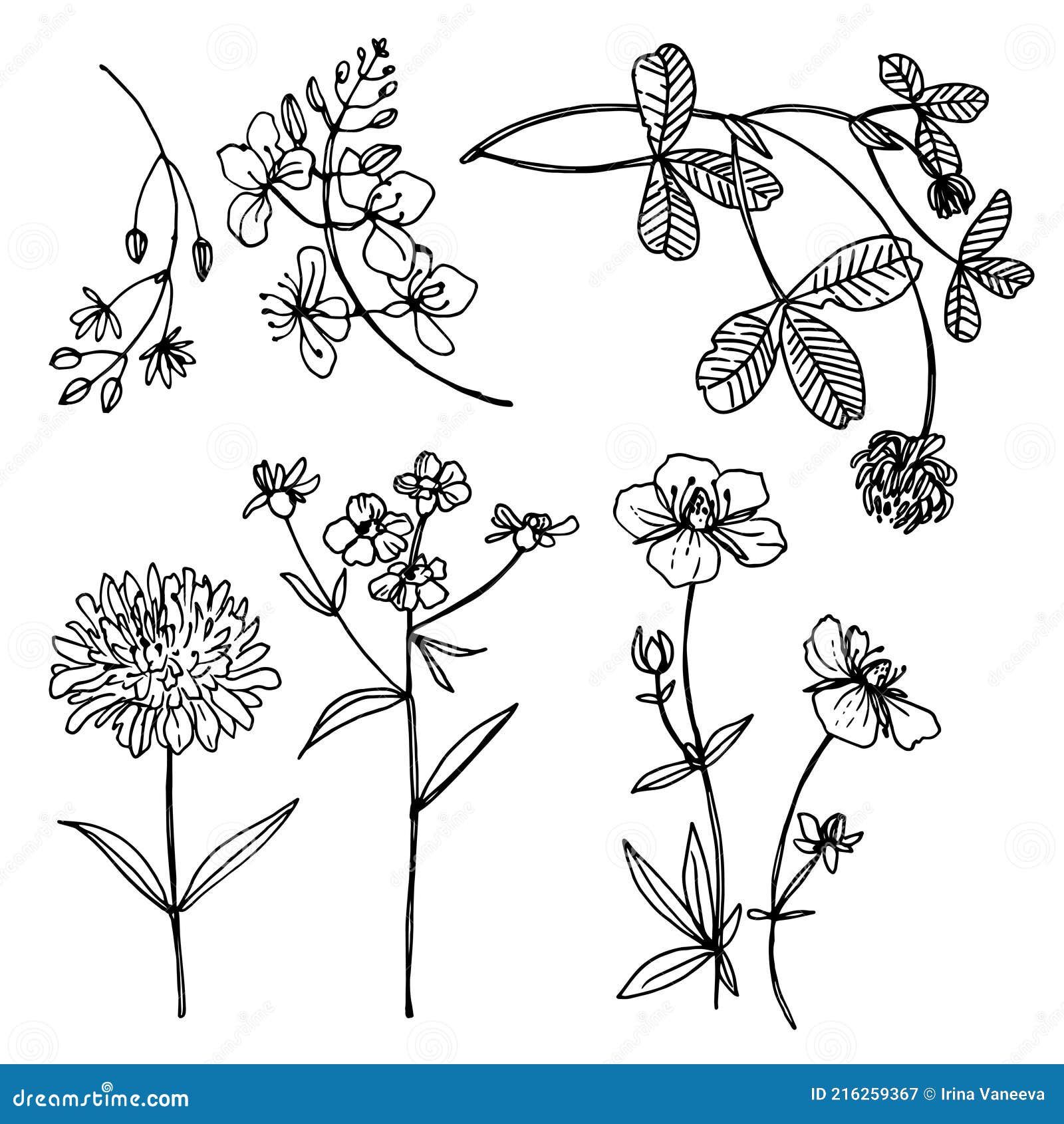 Herbs and Flowers Vector Line Drawing. Illustration Stock Vector ...