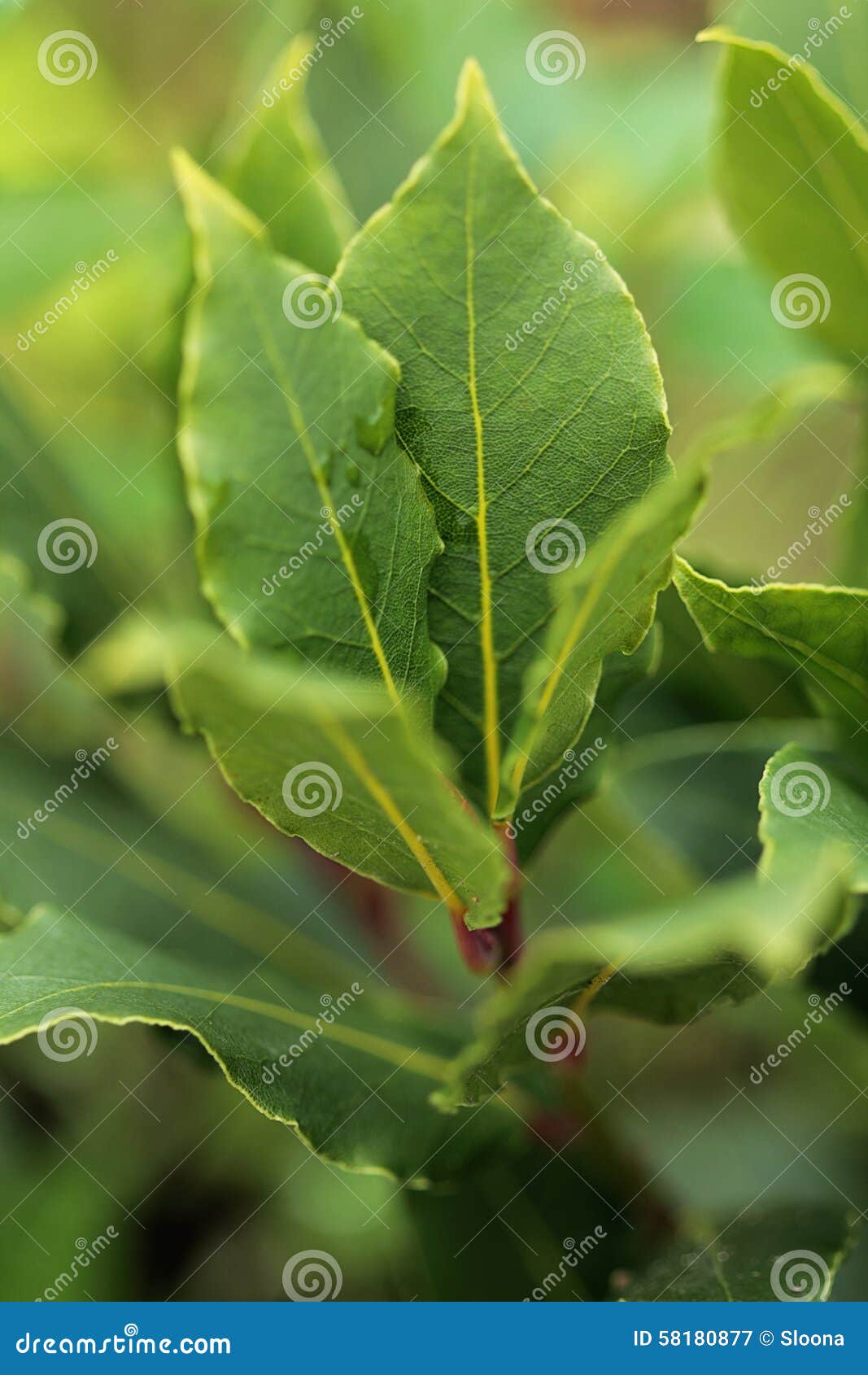 Herbs. Fresh Branch of Laurel in the Garden. Stock Image - Image of ...