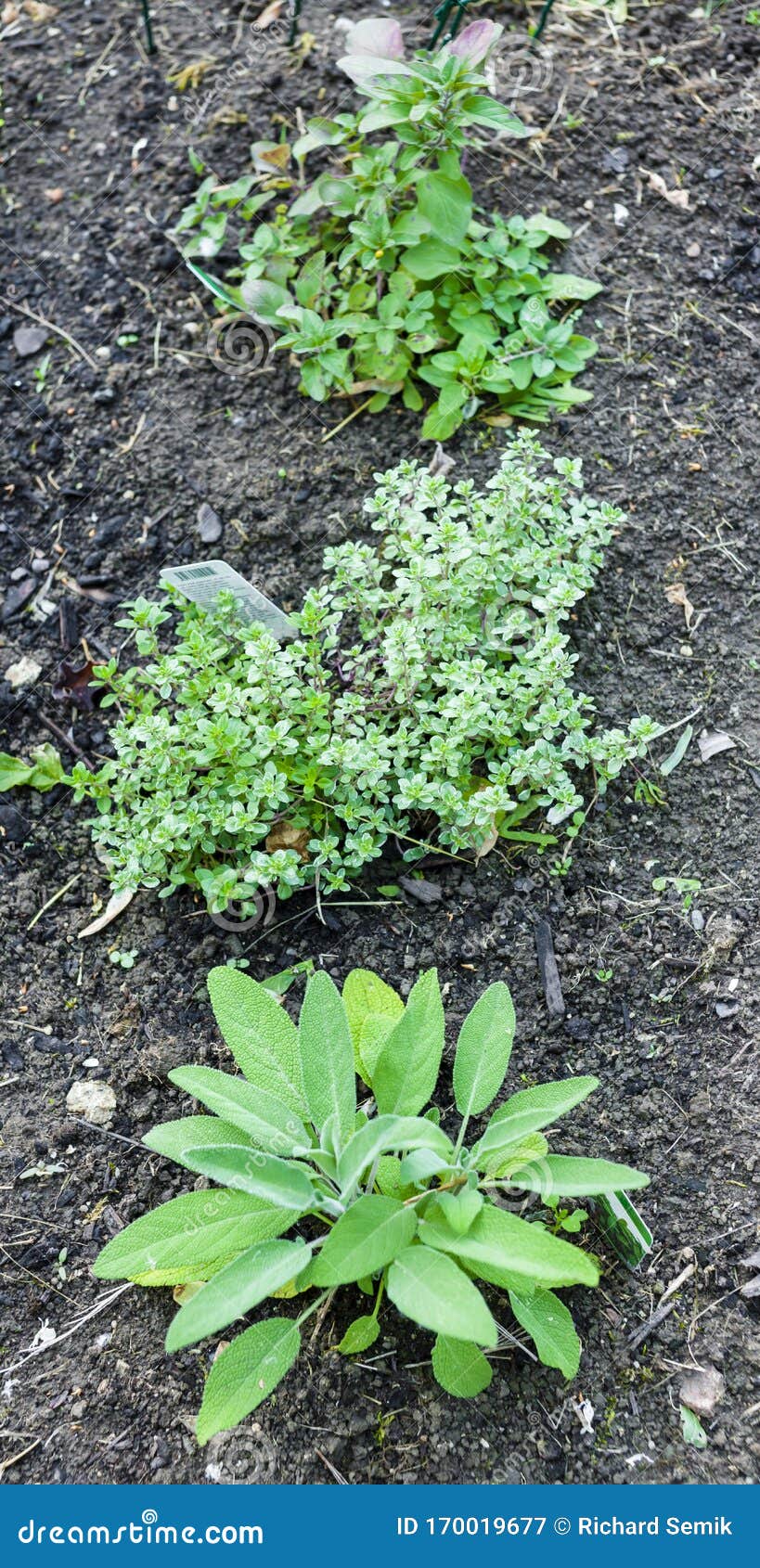 Herbs in Garden - Sage, Thyme, Basil Stock Image - Image of production ...