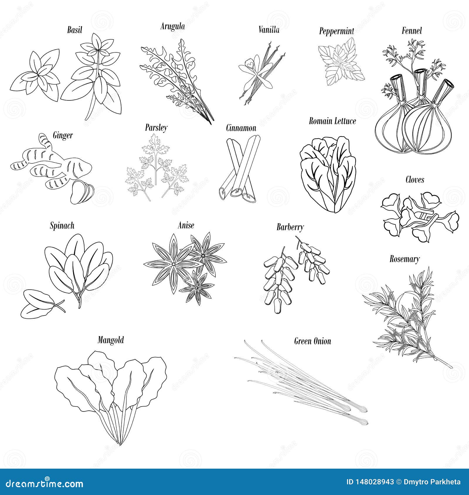 Herbs and Greens and Spices Illustration Outline Stock Vector ...