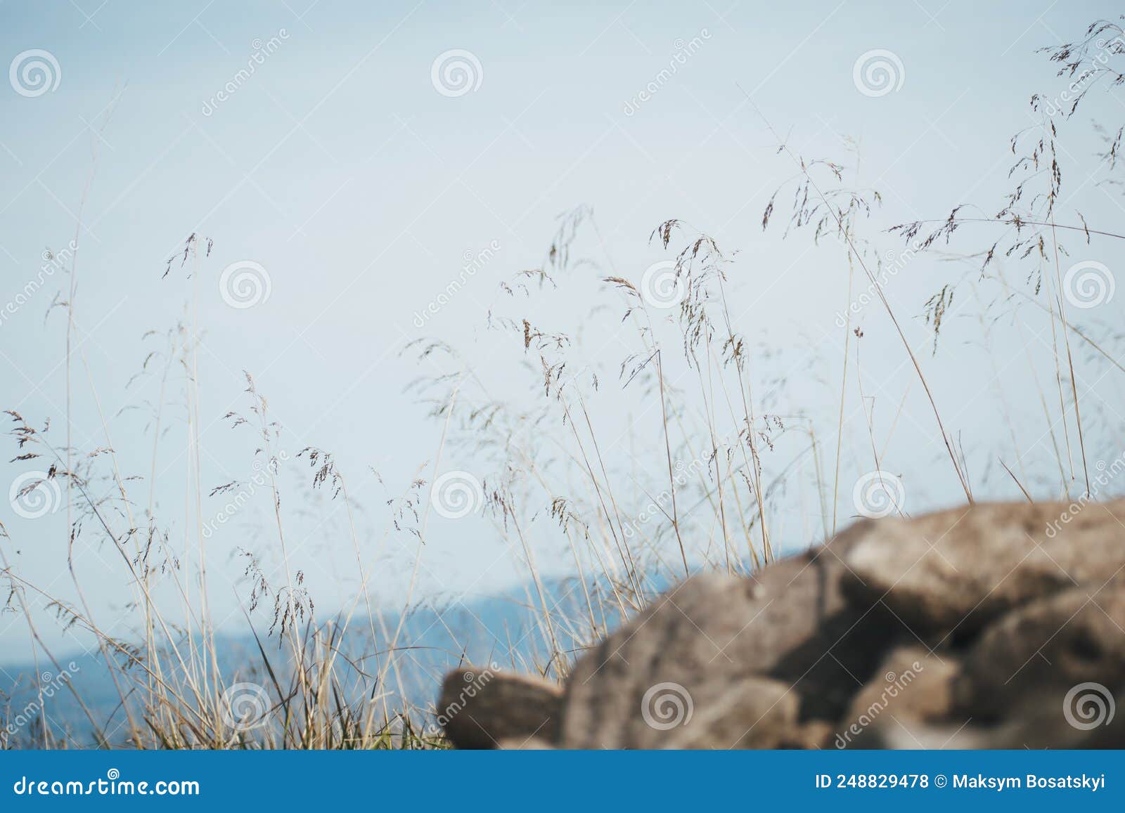 Herbs growing in the wild stock photo. Image of food - 248829478