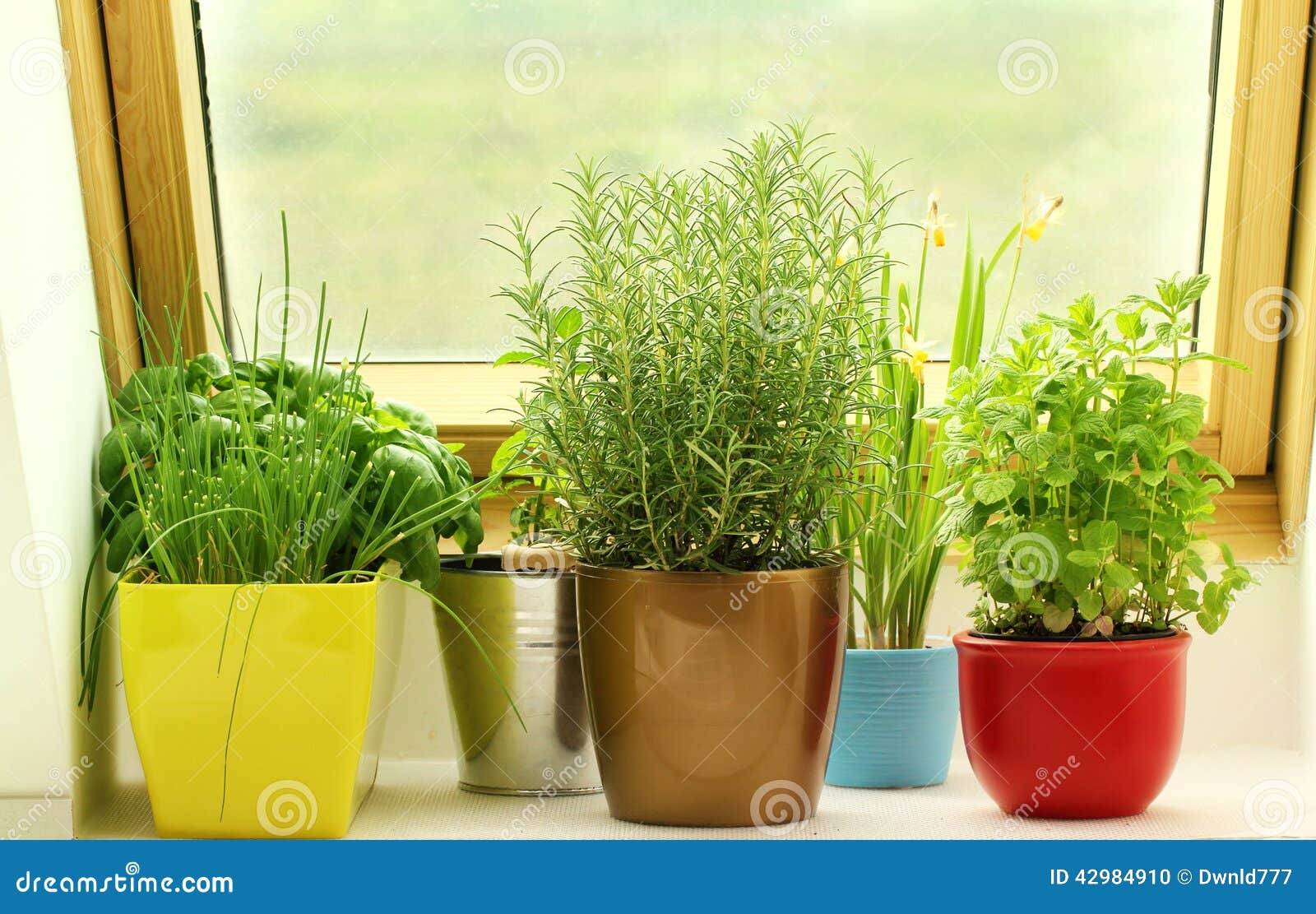 Herbs growing on window stock photo. Image of indoor - 42984910