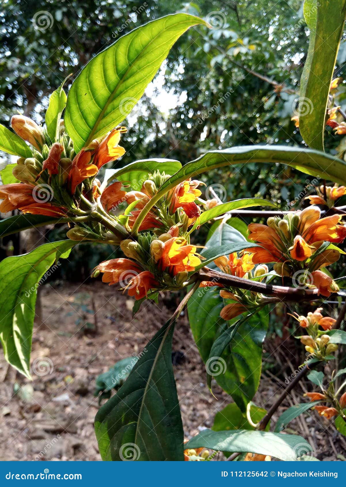 Herbs stock photo. Image of march, bloom, herbs, flower - 112125642