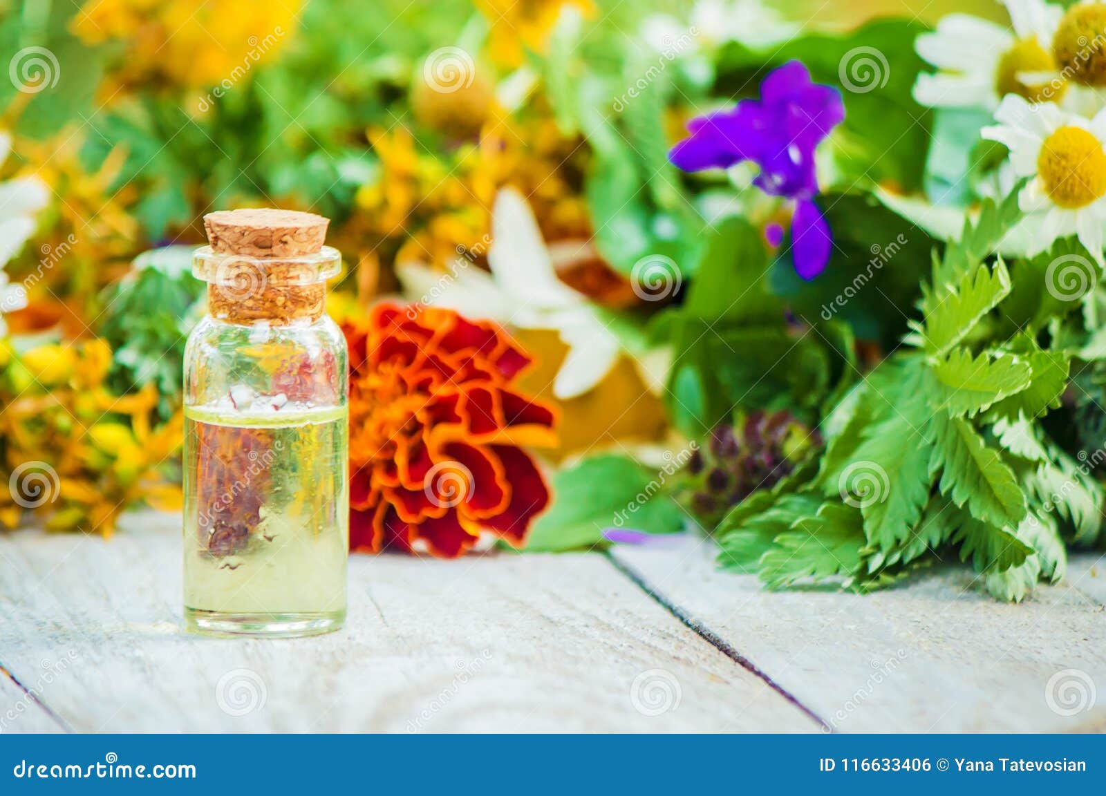 Herbs. Medicinal Plants.nature. Stock Photo - Image of essential ...