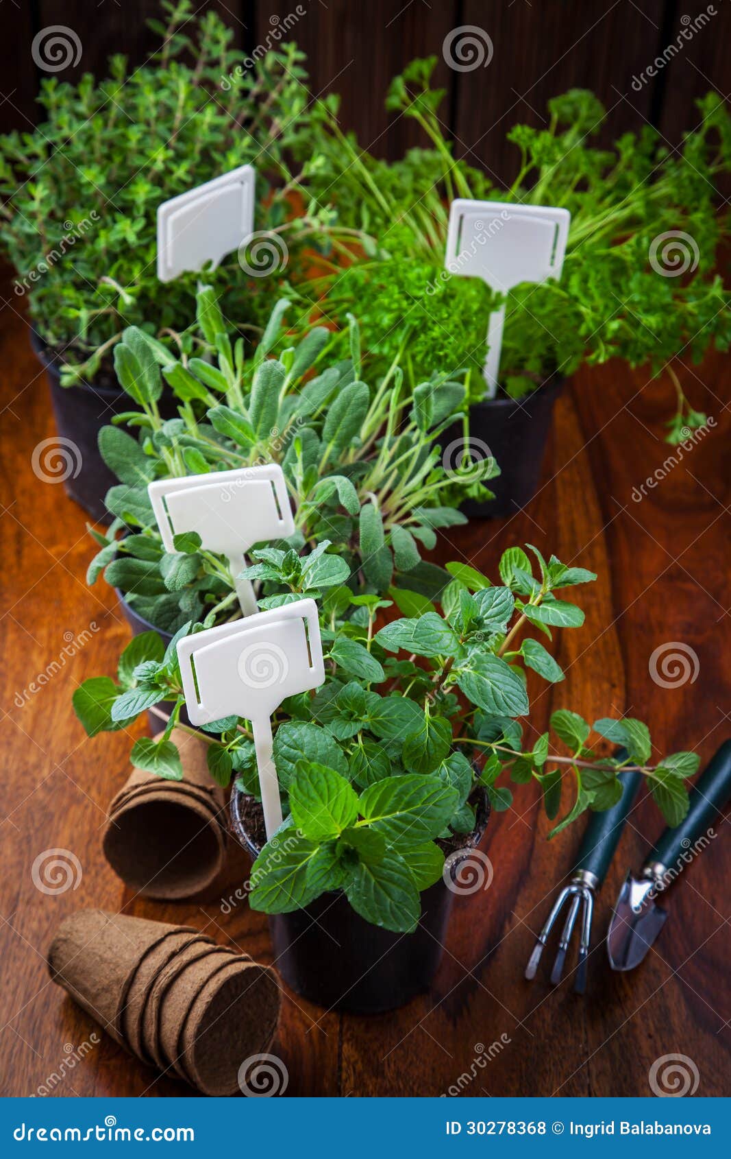 Herbs and Plants for Planting Stock Photo - Image of environment ...