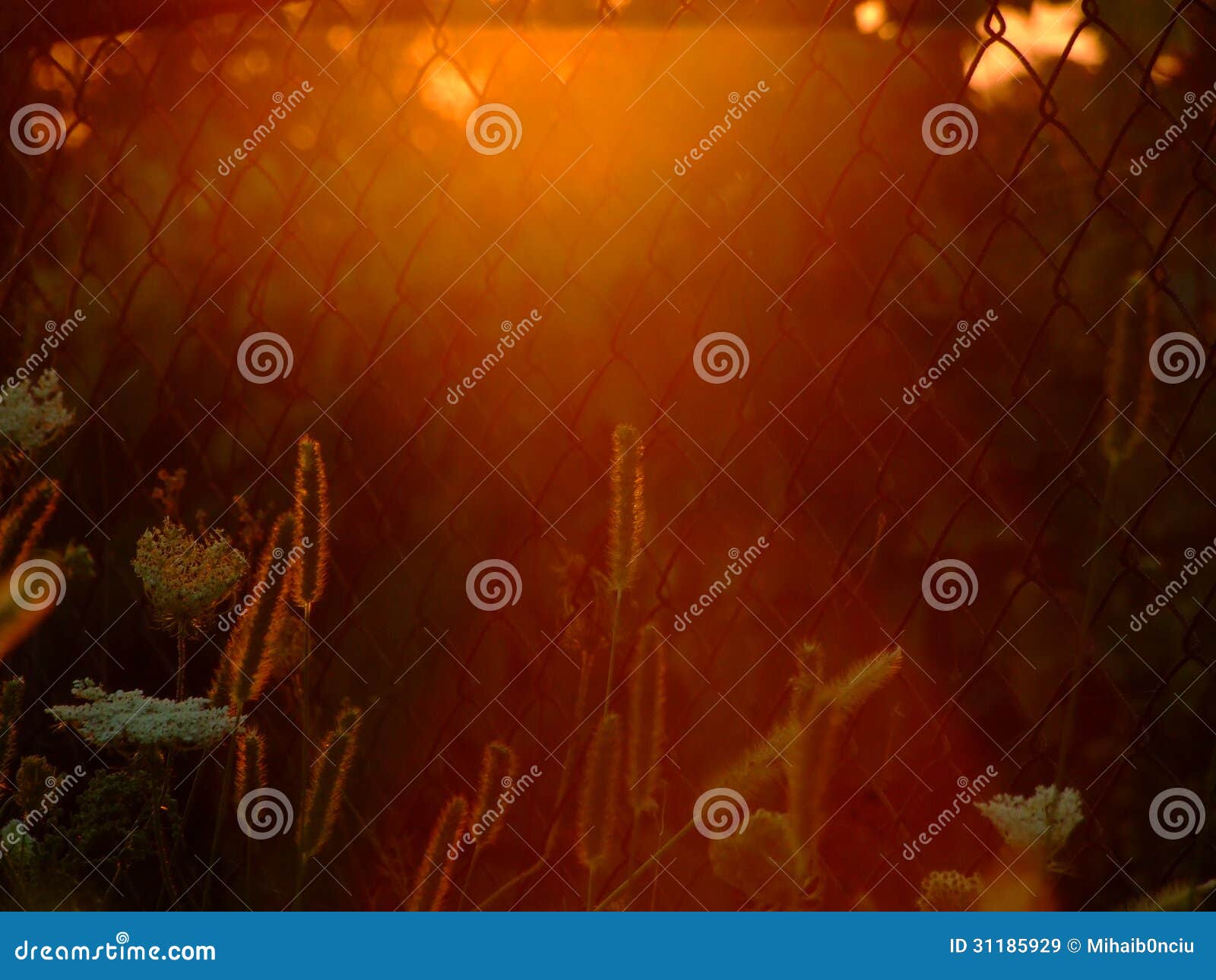 Herbs plants at sunset stock image. Image of shadow, twilight - 31185929
