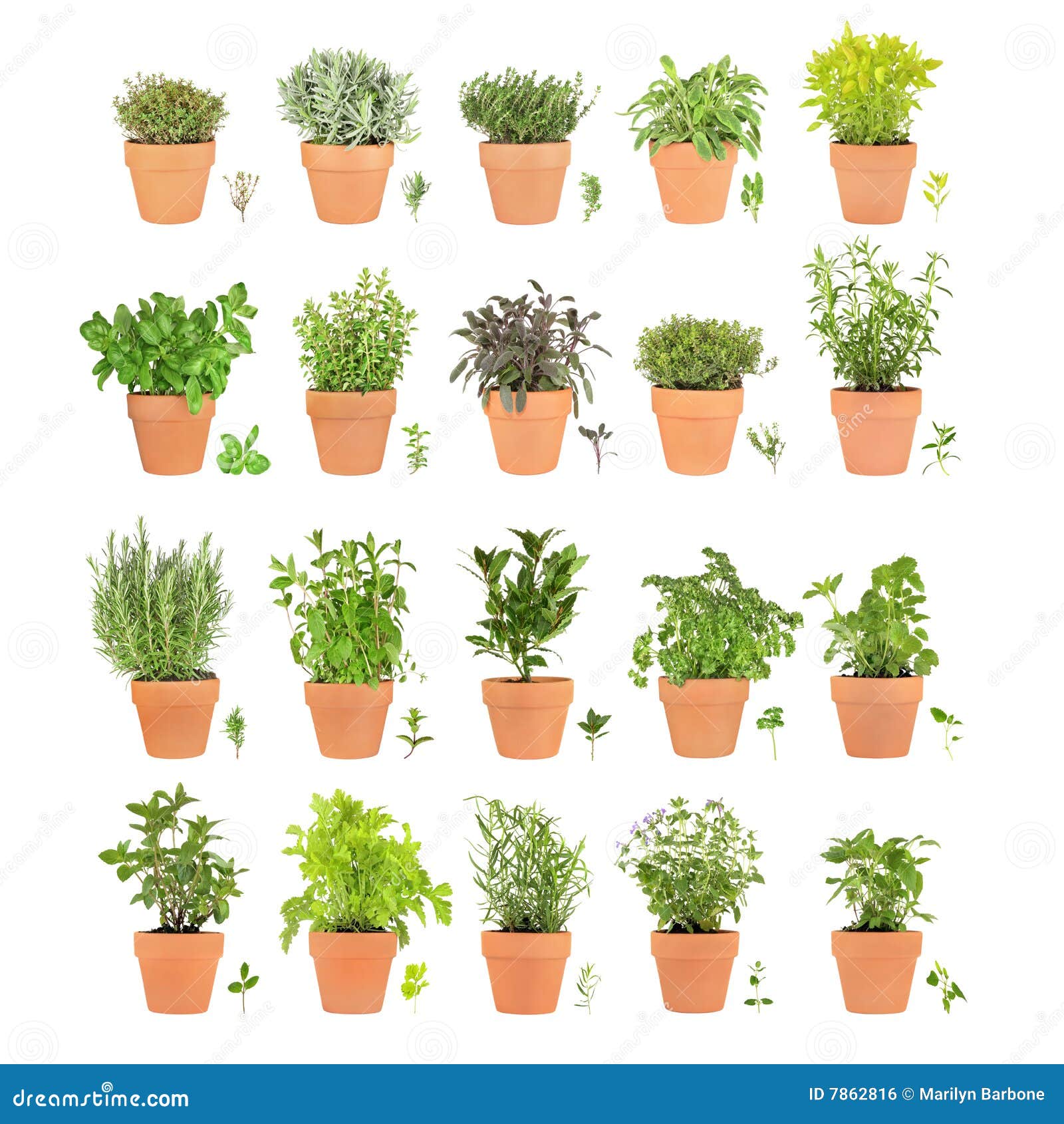 Herbs in Pots with Leaf Sprigs Stock Photo - Image of curly, chocolate ...