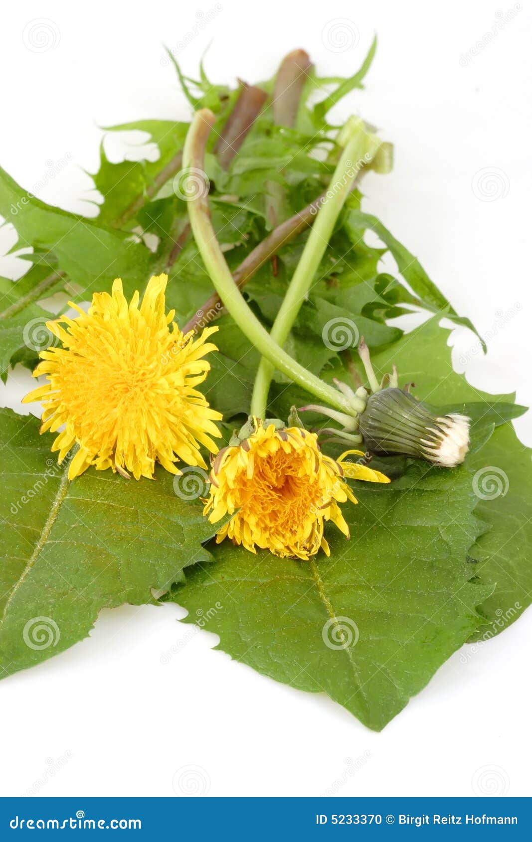 999 Dandelions Herbs Stock Photos - Free & Royalty-Free Stock Photos ...