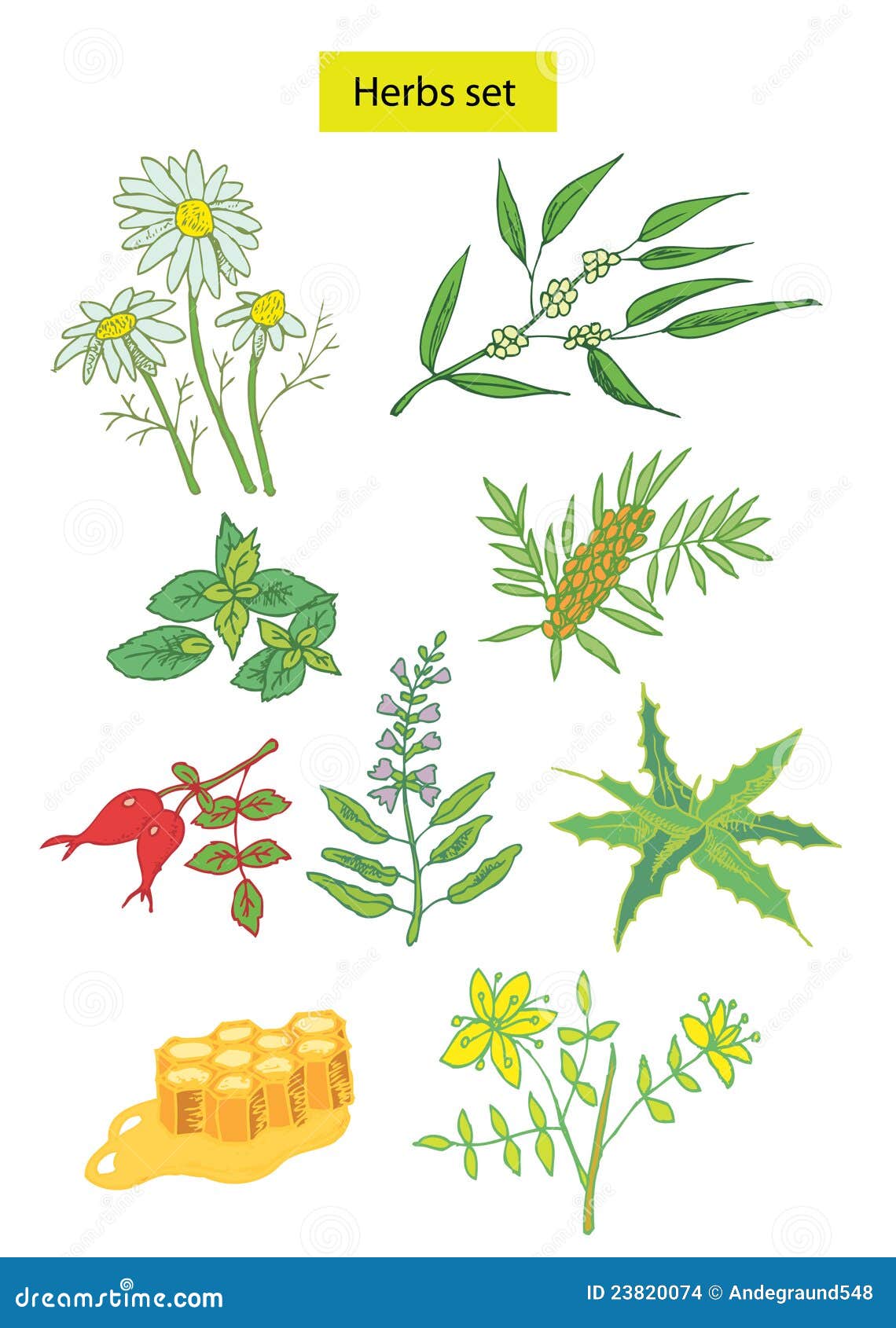 Herbs Set Hand Drawn Illustrations Stock Vector - Illustration of ...
