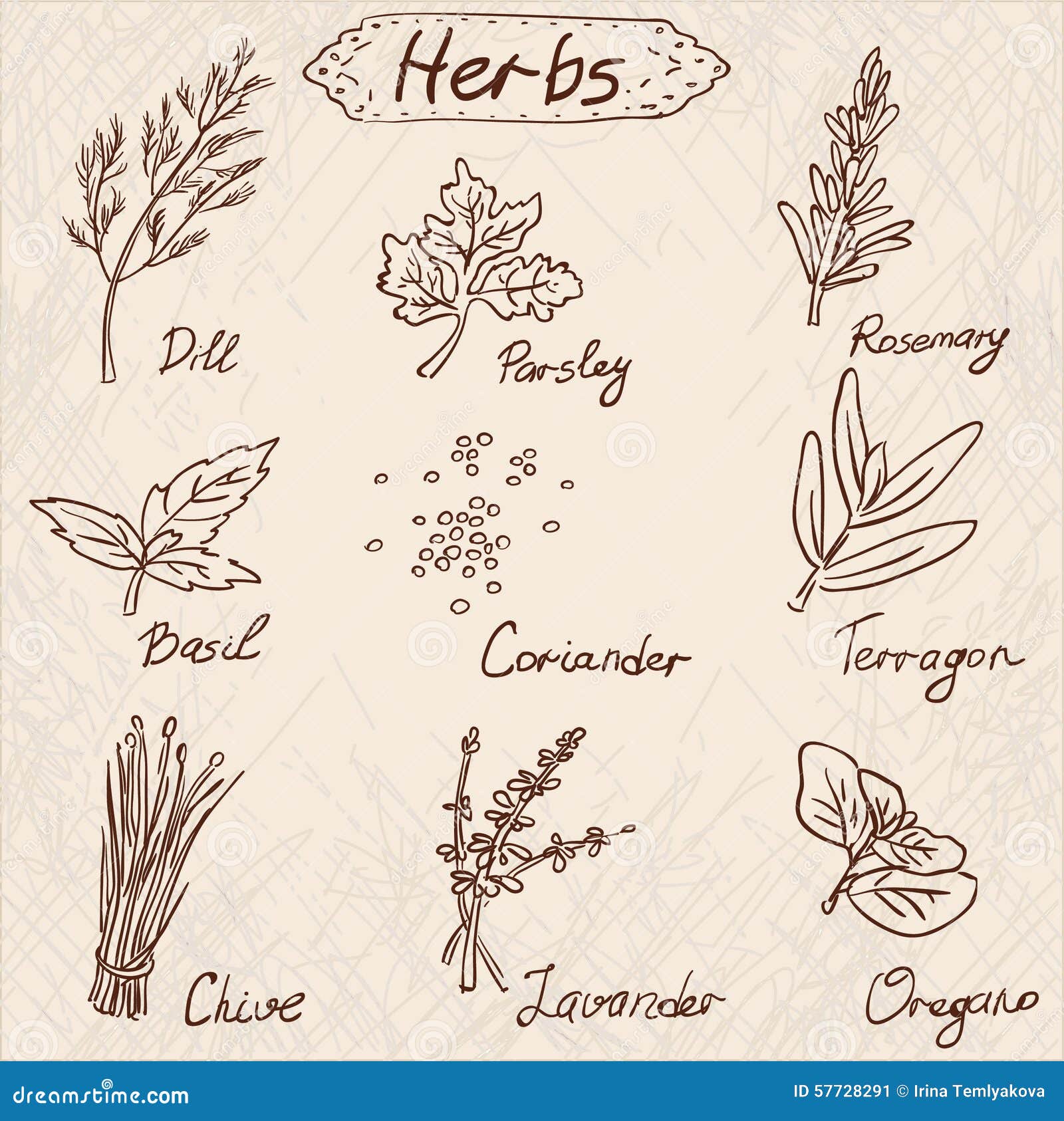 Herbs Set, Vector Hand Drawn Illustration Stock Vector - Illustration ... Herbs Set, Vector Hand Drawn Illustration Stock Vector - Illustration ...