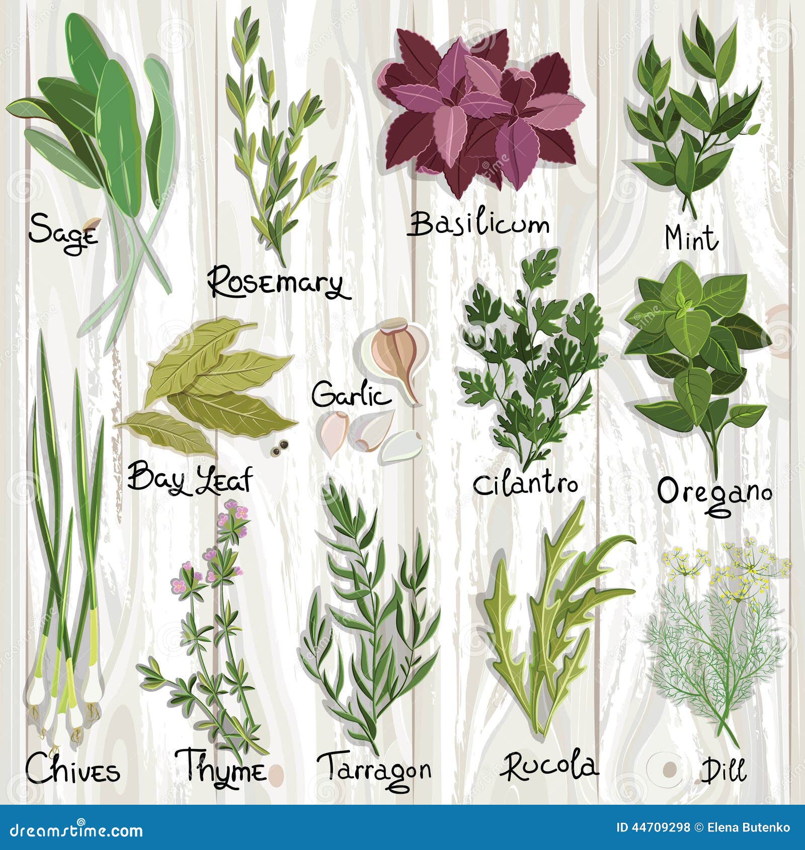 Herbs set stock vector. Illustration of doodle, ingredient - 44709298