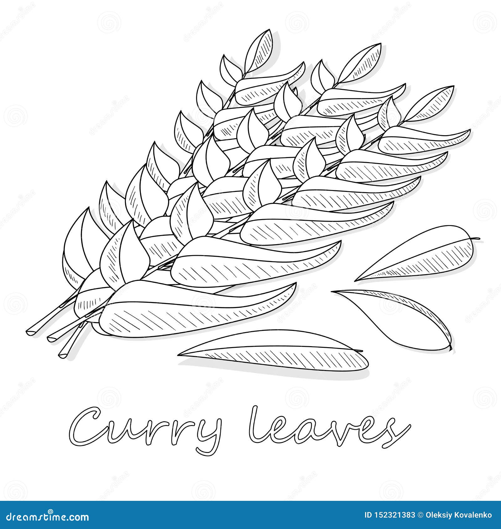 Herbs and Spices Collection Curry Leaves - Vector Illustration Stock ...