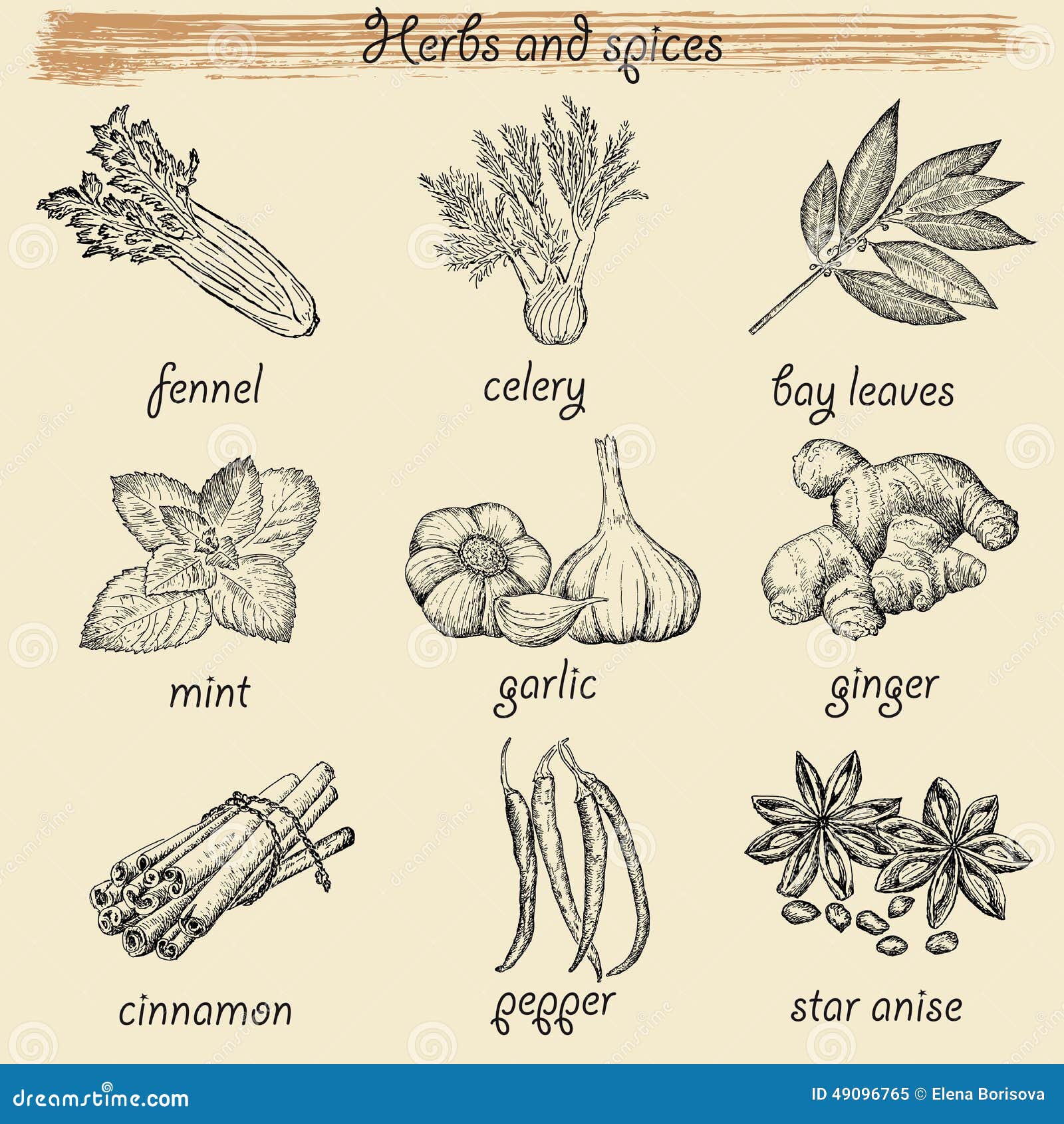 Herbs and spices stock vector. Illustration of ripe, design - 49096765