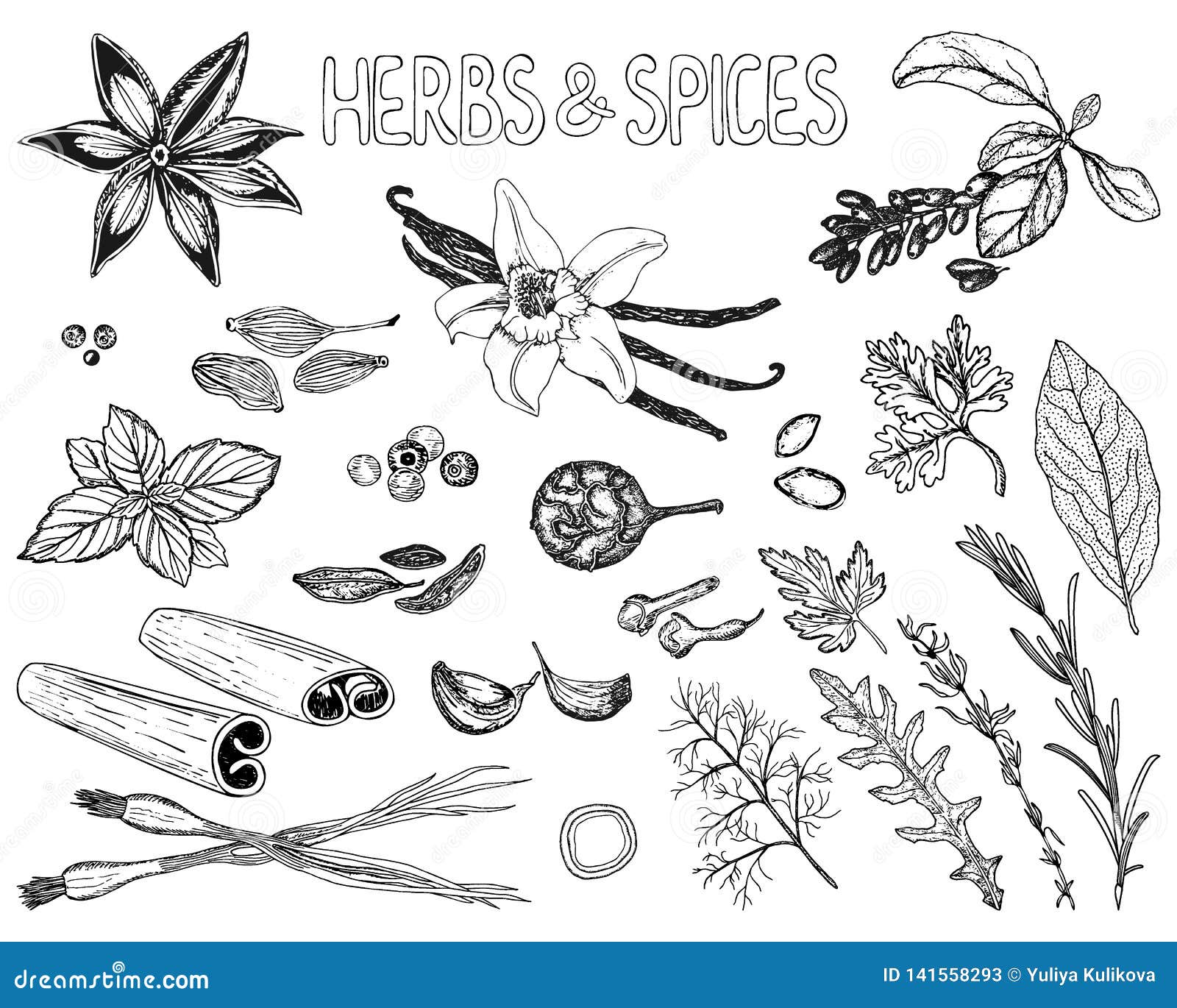 Herbs and Spices Set in Sketch Style. Vector Illustration. Stock Vector ... Herbs and Spices Set in Sketch Style. Vector Illustration. Stock Vector ...