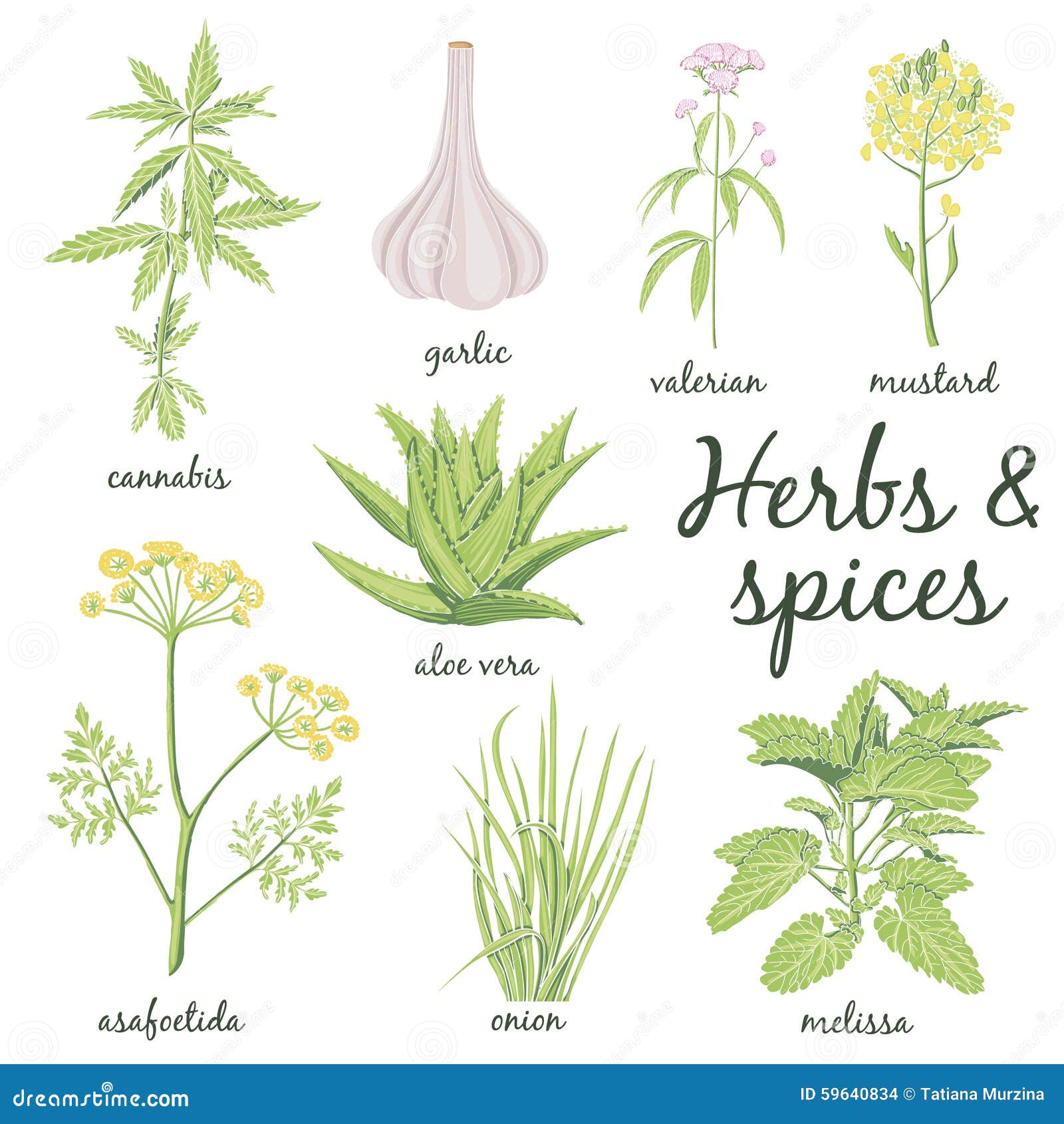 Herbs and Spices set. stock illustration. Illustration of garlic - 59640834