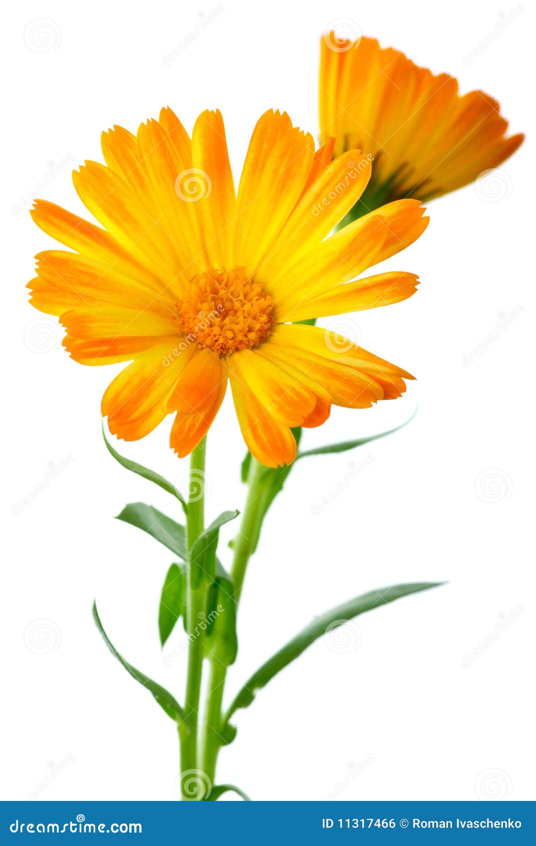 Herbs: Two Calendula Flowers Stock Photo - Image of marigold, orange ...