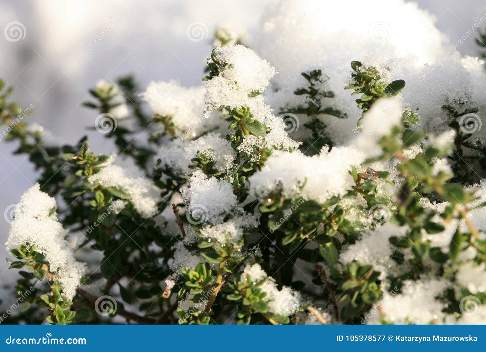 Winter thyme. stock image. Image of hoarfrost, green - 105378577