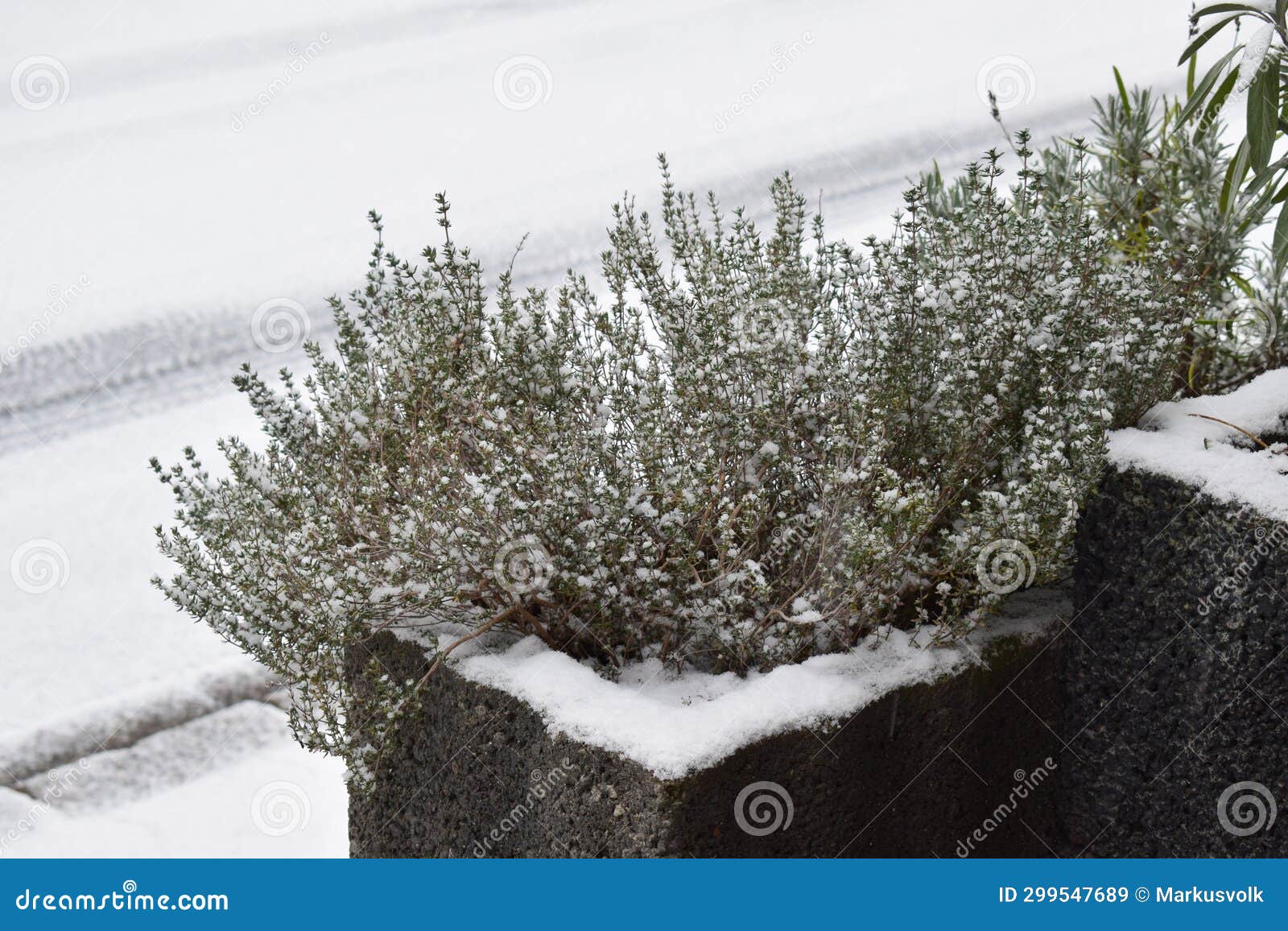 Herbs wall in snow stock image. Image of cold, frost - 299547689