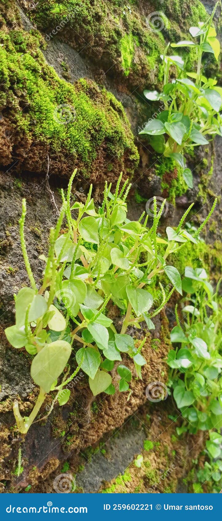 Herbs, Weeds, Moss, Wall, Green, Close Stock Image - Image of herbs ...