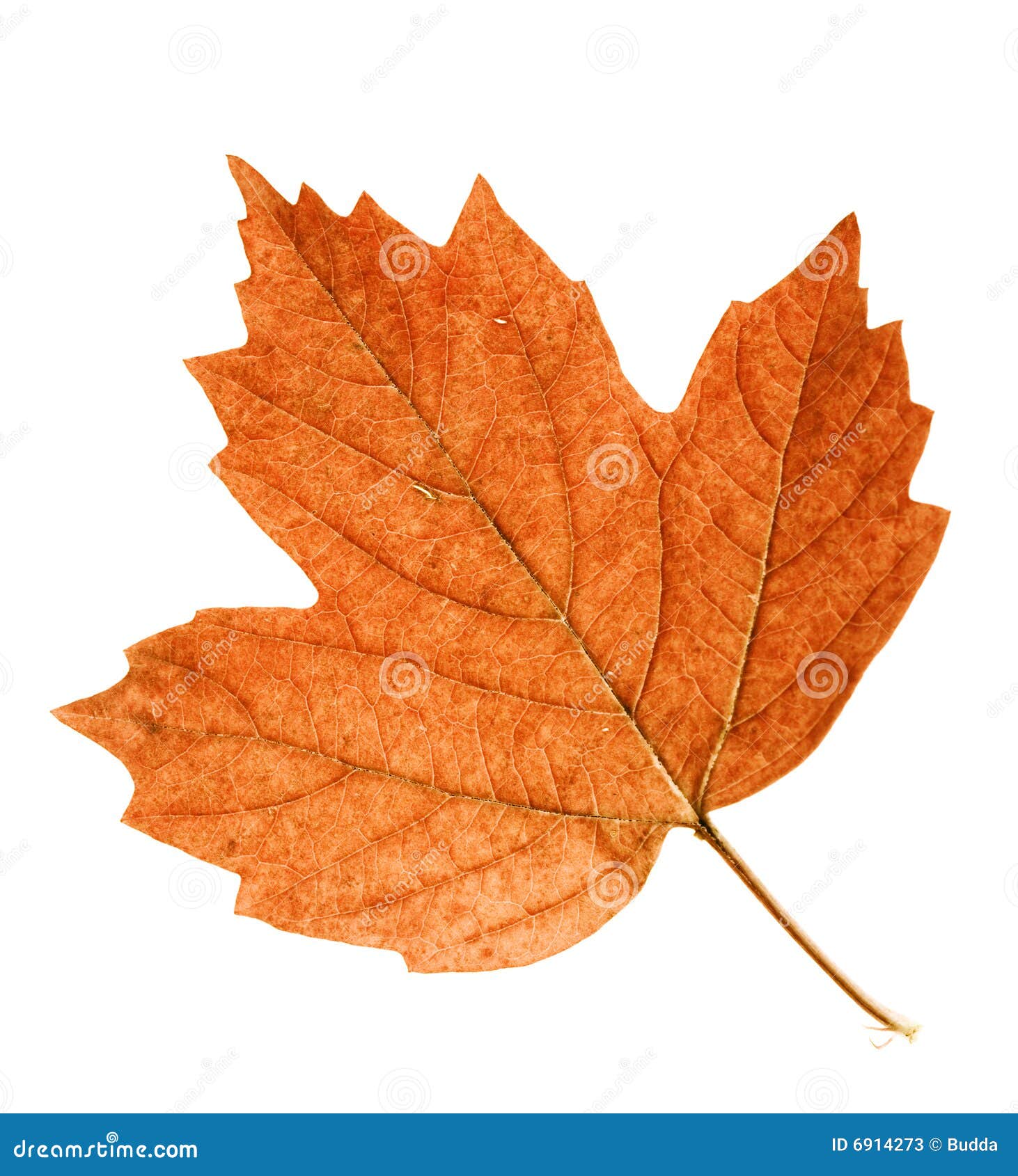 Herbst-Blatt stockbild. Bild von dekorativ, dekoration - 6914273