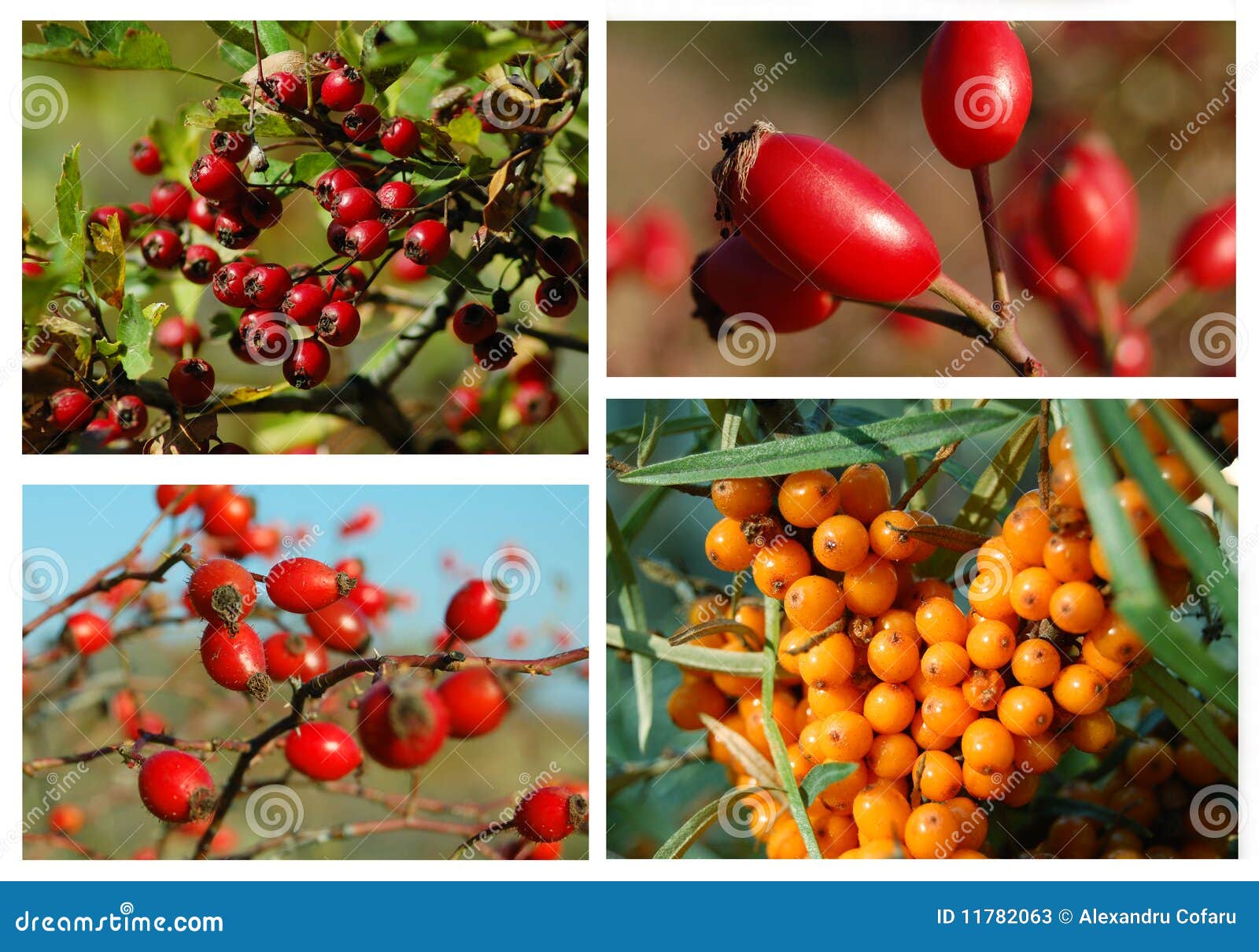 Herbst-Waldfrucht-Collage stockbild. Bild von stieg, frucht - 11782063
