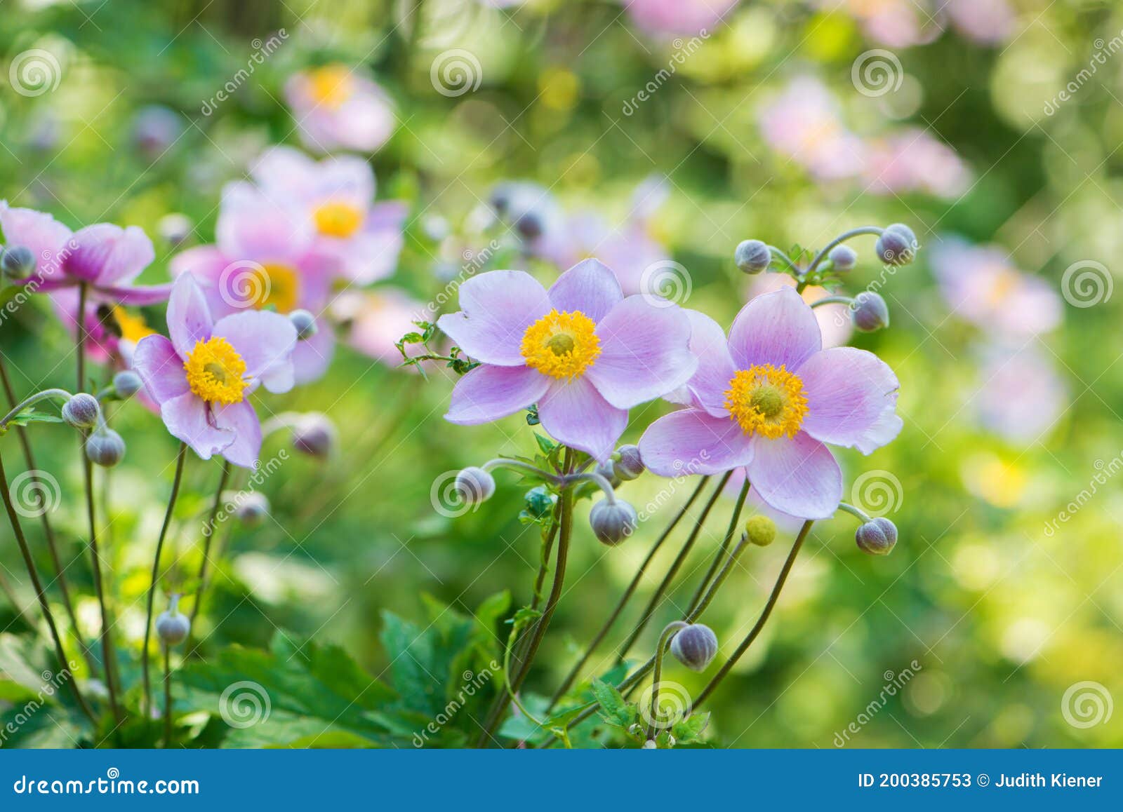 Pink Autumn Anemones in a Garden Stock Image - Image of pale, garden ...