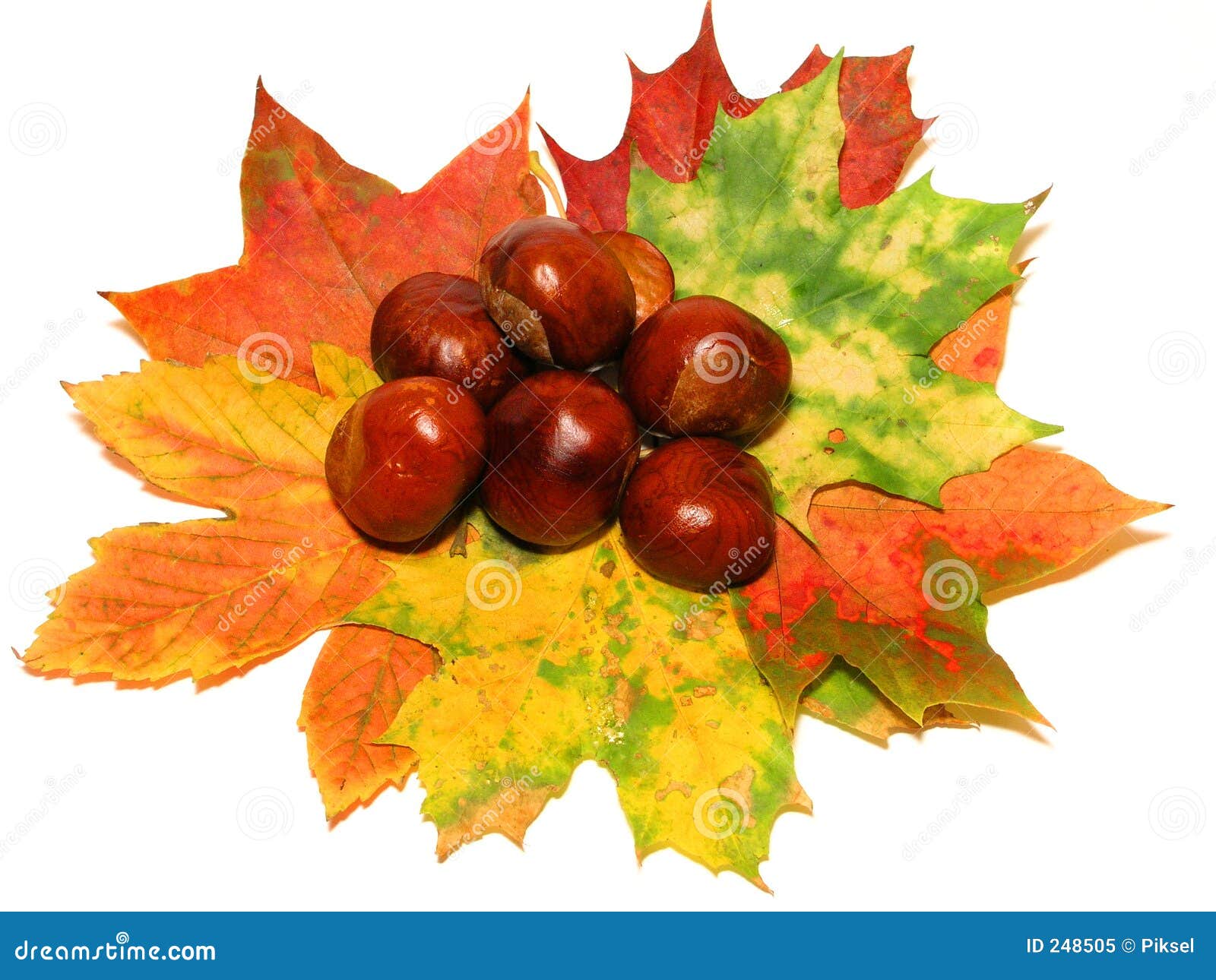 Herbstblätter Und -kastanien Stockbild - Bild von botanik, braun: 248505