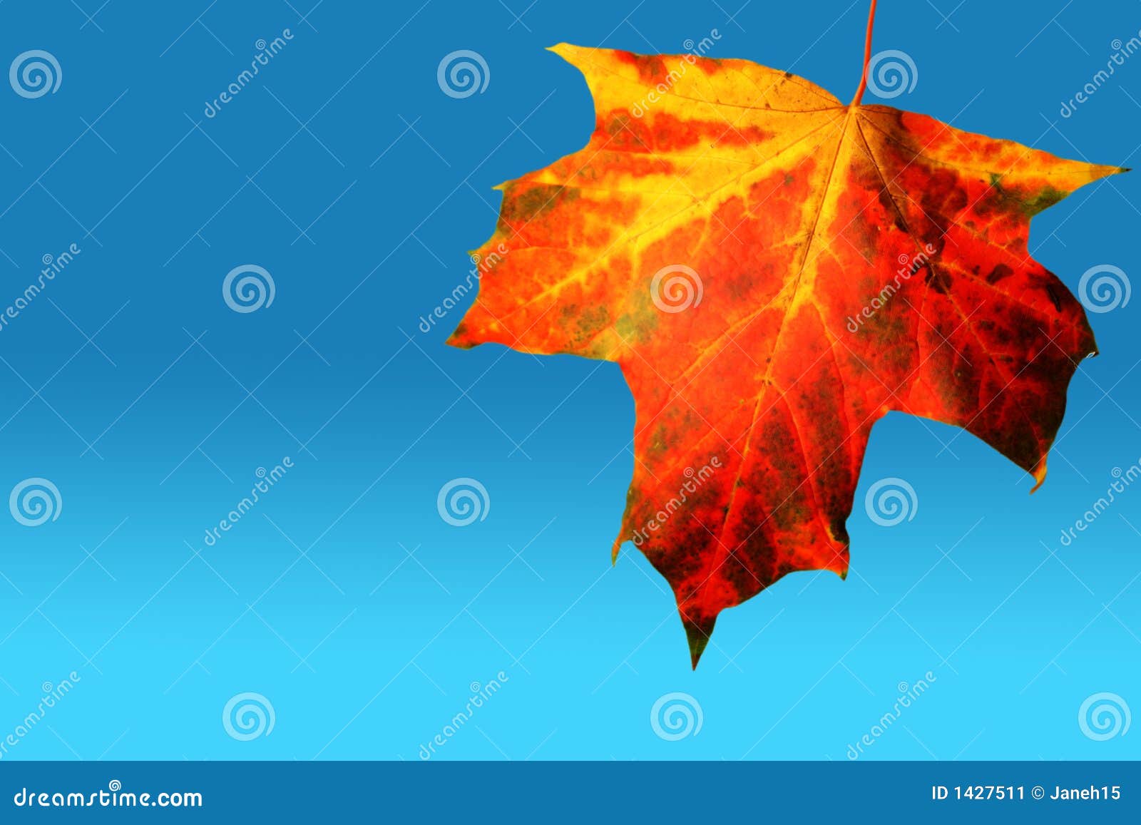 Herbstblatt Bild. Bild: 1427511