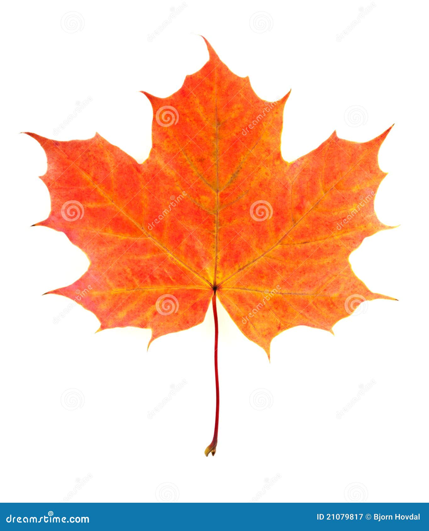 Herbstblatt Lizenzfreie Stockfotografie - Bild: 21079817