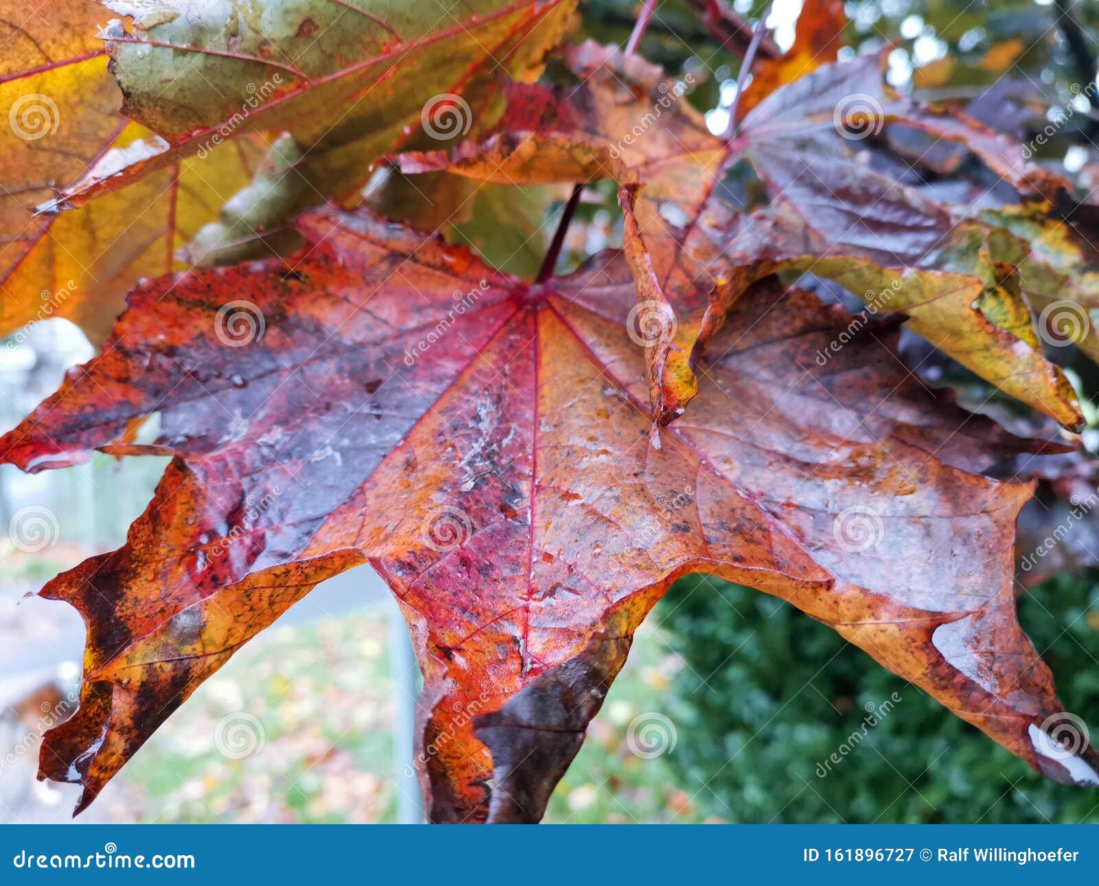Herbstblatt stock image. Image of autumn, blatt, autumnleav - 161896727