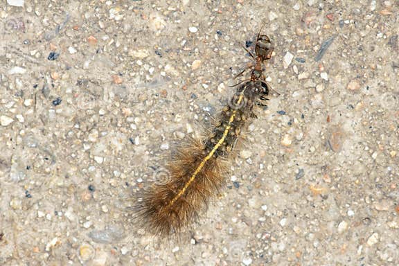 Hercules stock image. Image of animal, caterpillar, ground - 25743273