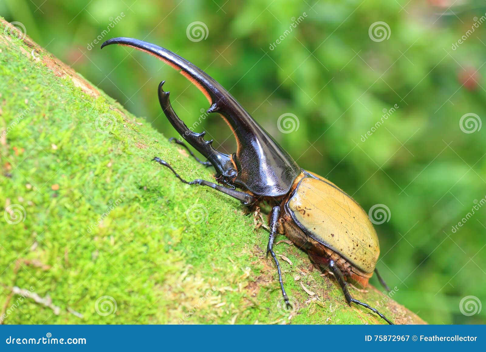 Hercules Beetle Stock Photo | CartoonDealer.com #75082716