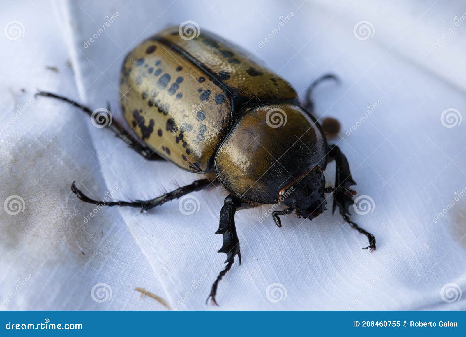 Hercules Beetle stock image. Image of eastern, dynastes - 208460755