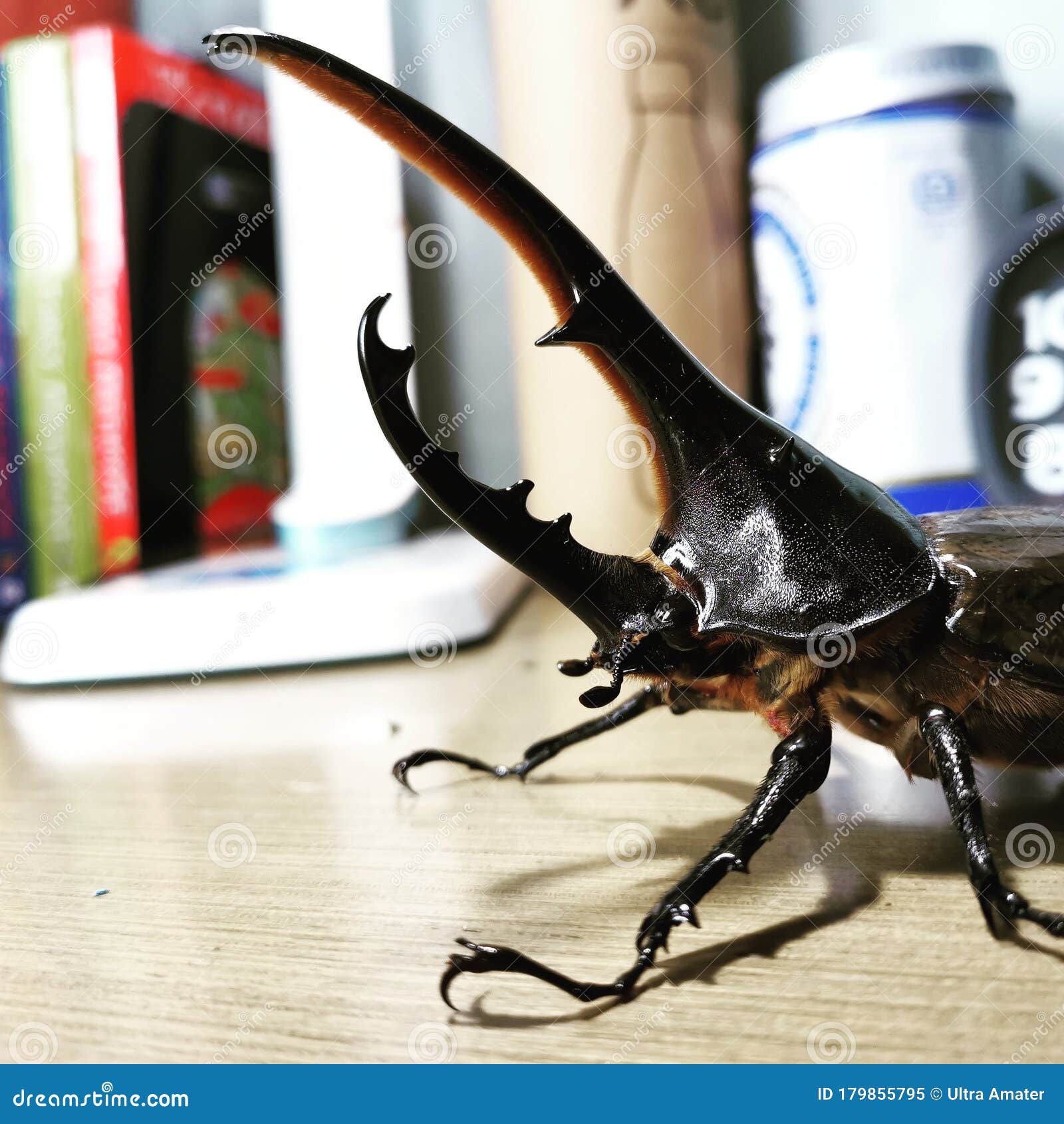 Hercules beetle head stock image. Image of wing, beetle - 179855795