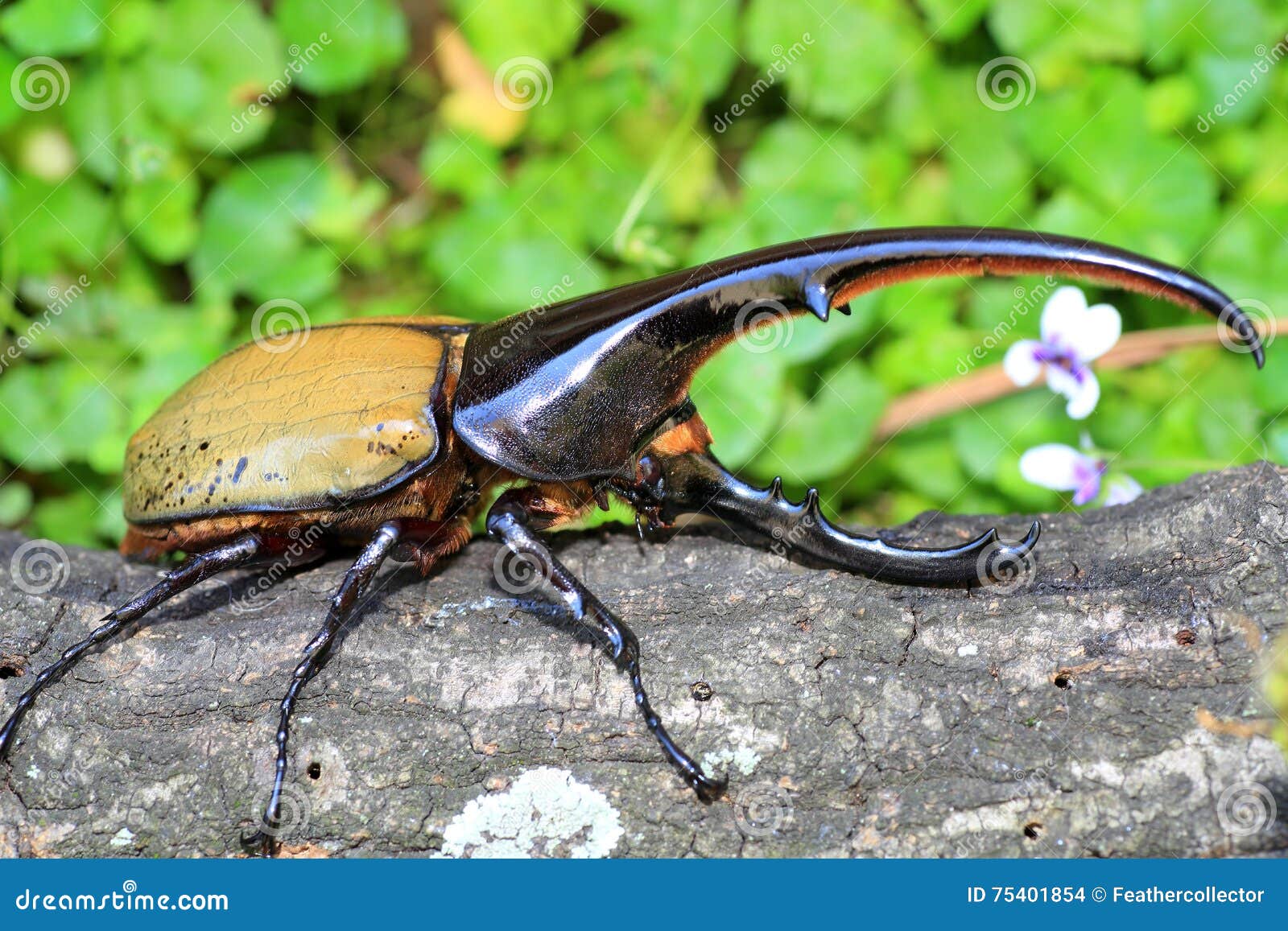 Hercules-kever stock foto. Image of insect, nave, tropisch - 75401854