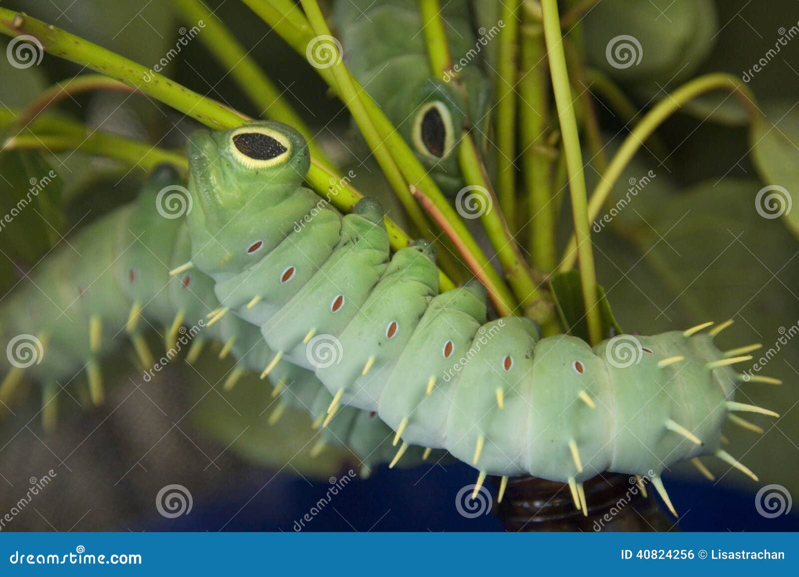 Hercules Moth Caterpillar, Cairn, Australia Fotografia Stock - Immagine ...