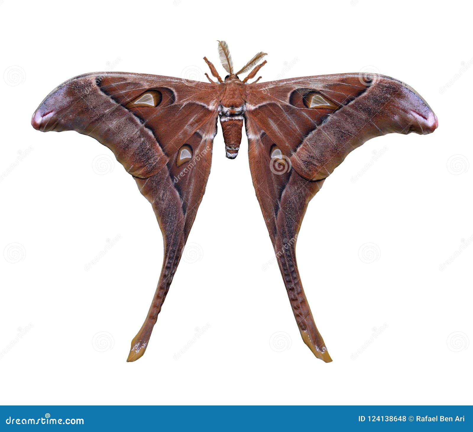 Hercules Moth Isolated on White Background Stock Photo - Image of ...