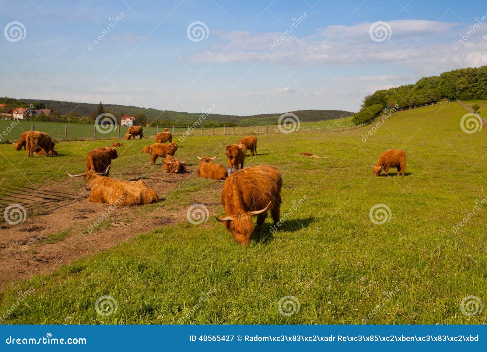 The Herd of Aberdeen Angus on Spring Meadow Stock Image - Image of ...