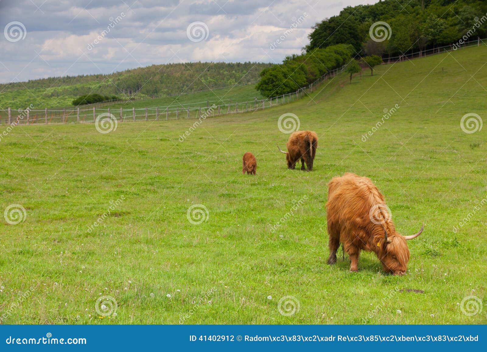 The Herd of Aberdeen Angus on Spring Meadow Stock Photo - Image of ...