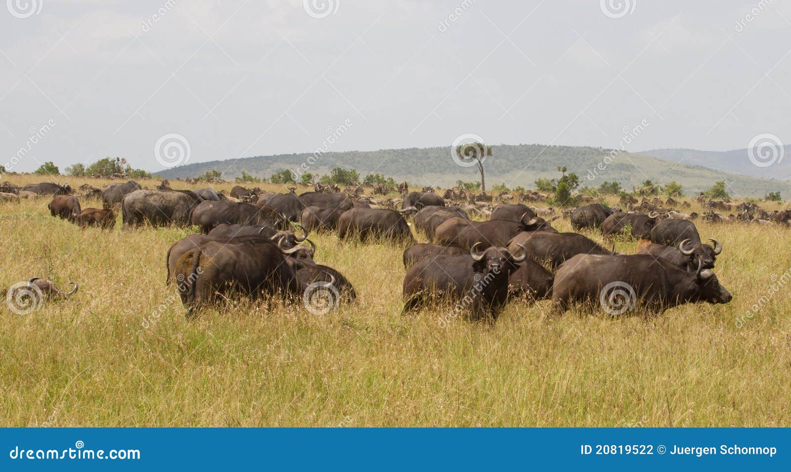 Herd of african buffaloes stock photo. Image of grass - 20819522