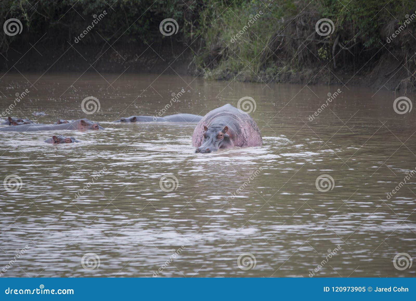 A Herd of Hippopotamus Bathing in the River in Africa Stock Image ...