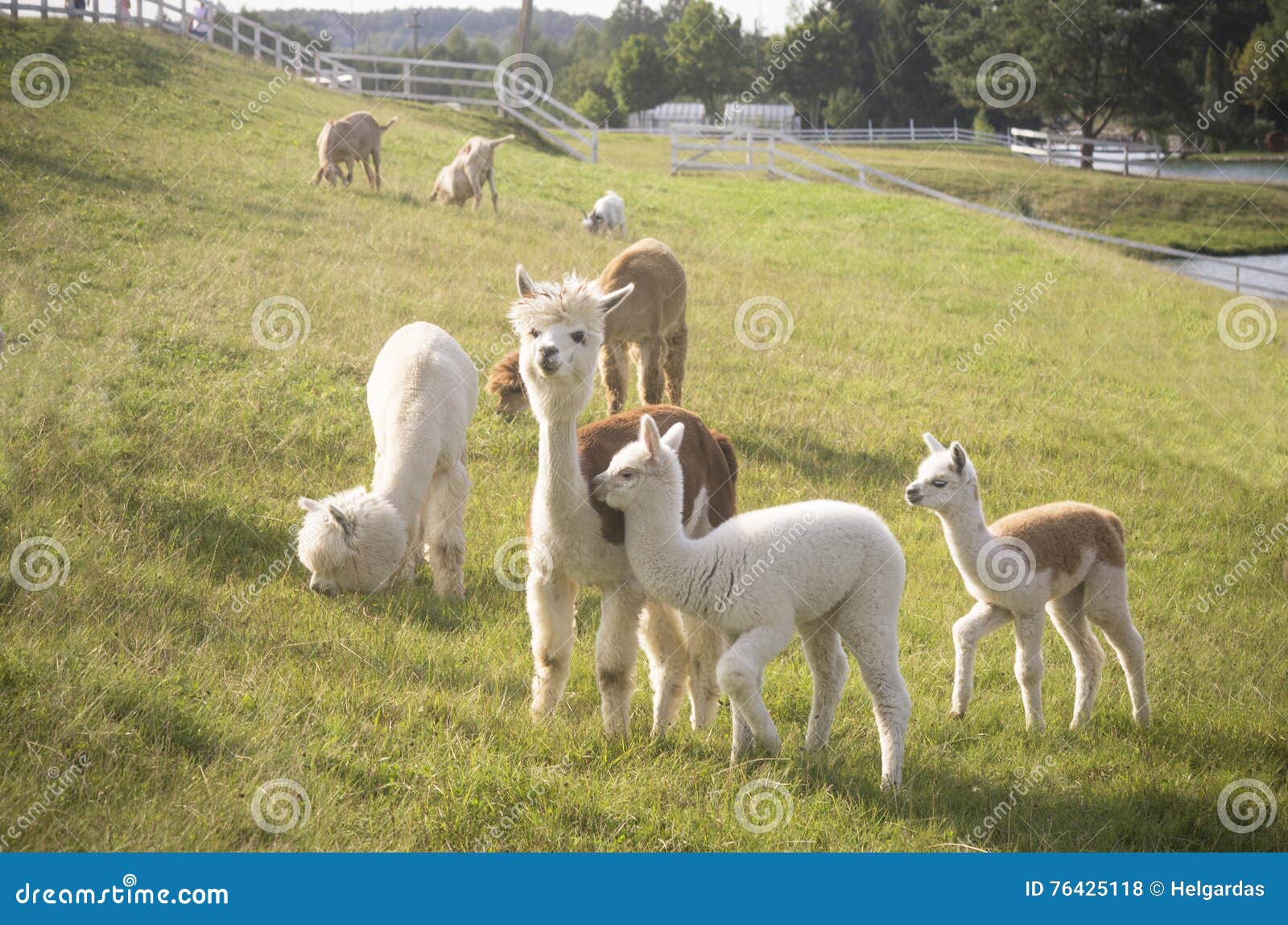 Herd of Alpaca animals stock photo. Image of grass, face - 76425118