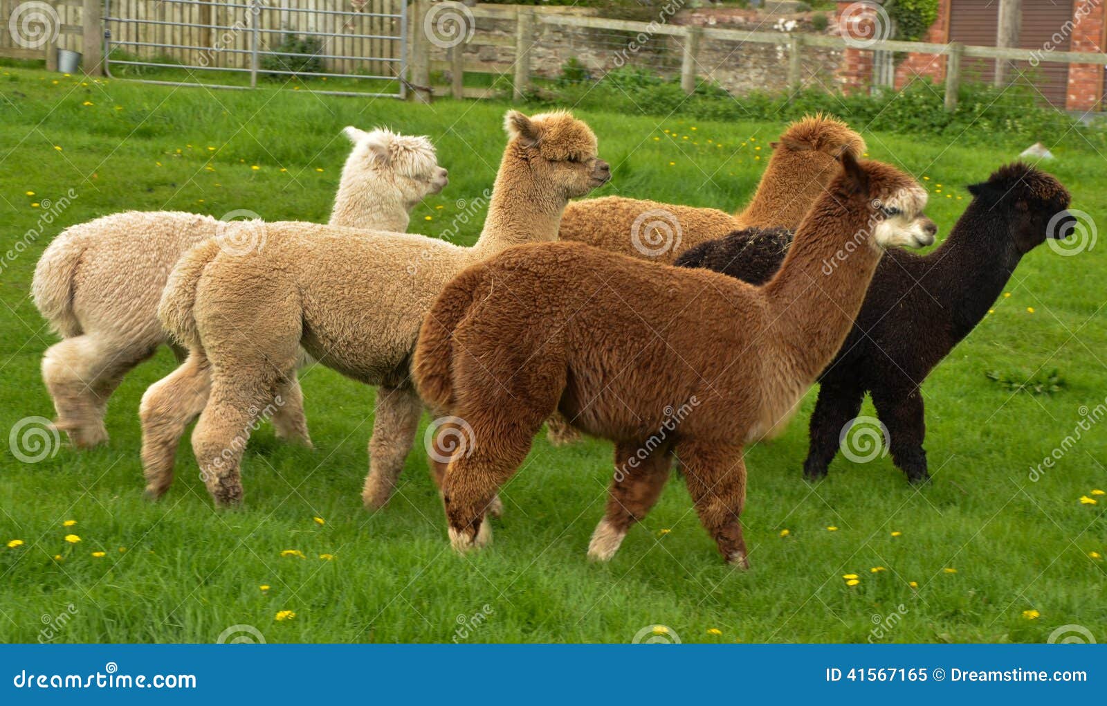 A herd of alpaca stock image. Image of brown, cream, close - 41567165