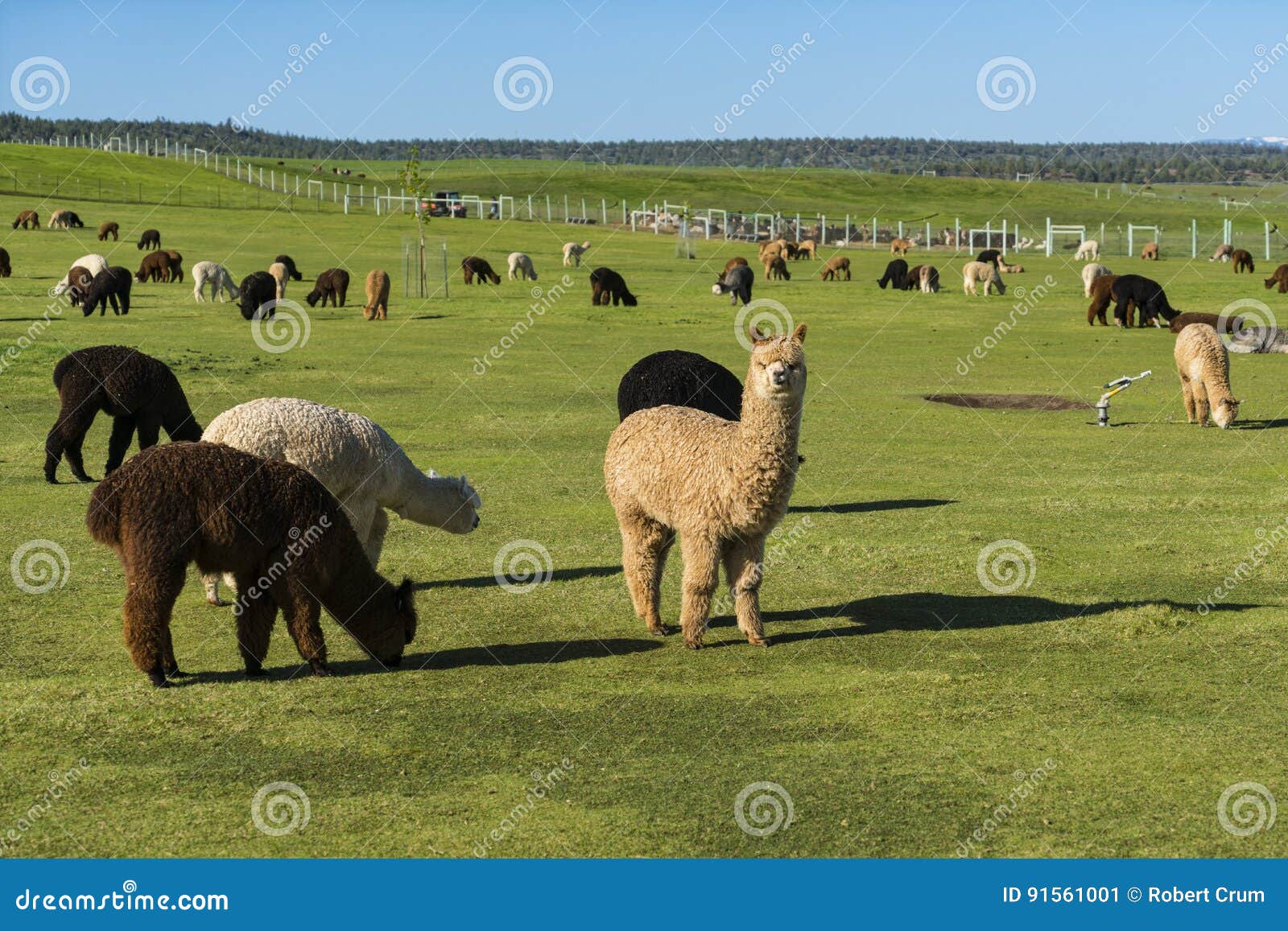 Herd of alpaca on a ranch stock image. Image of domestic - 91561001