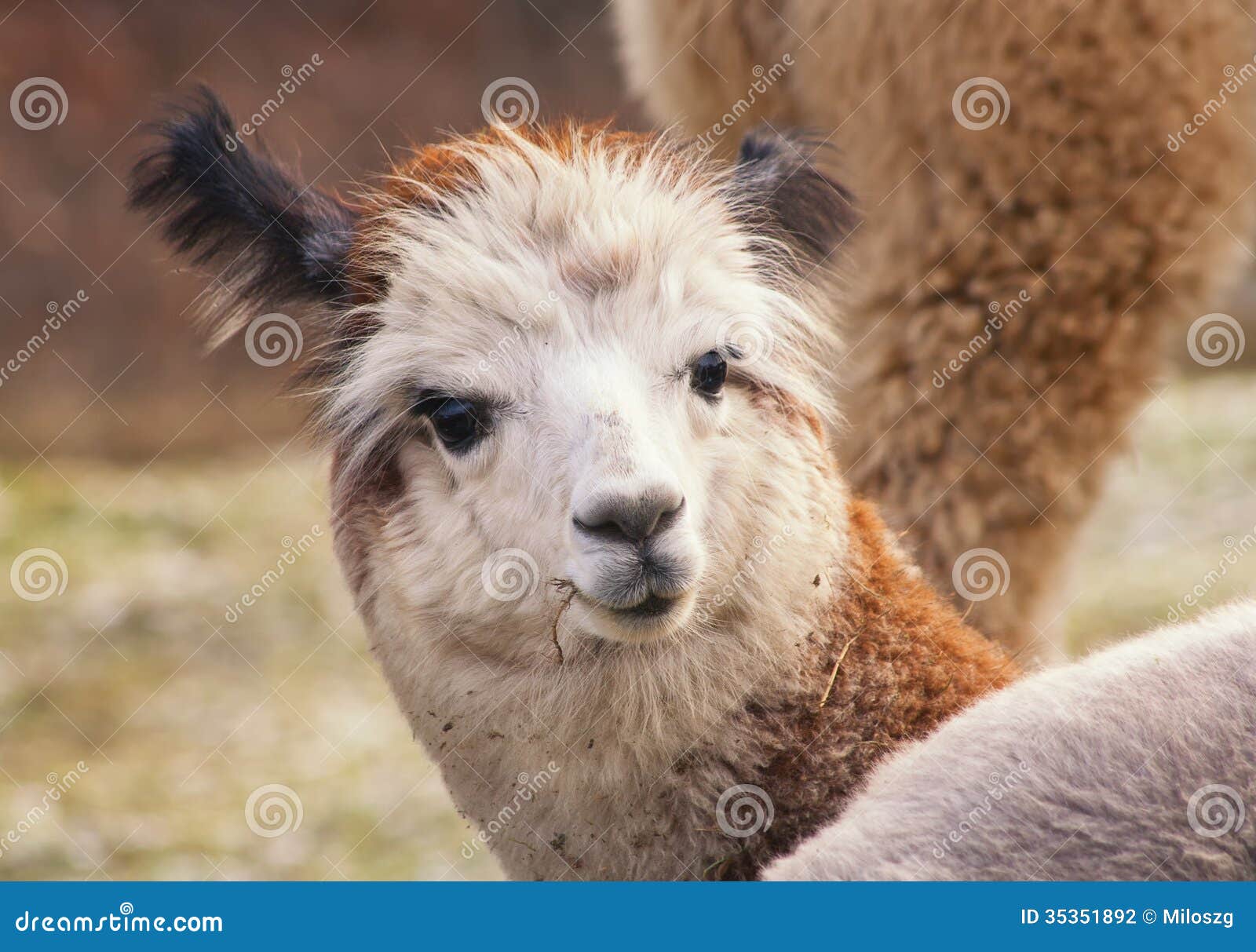 Herd of Alpacas. Alpaca Portrait Stock Photo - Image of clothing, brown ...