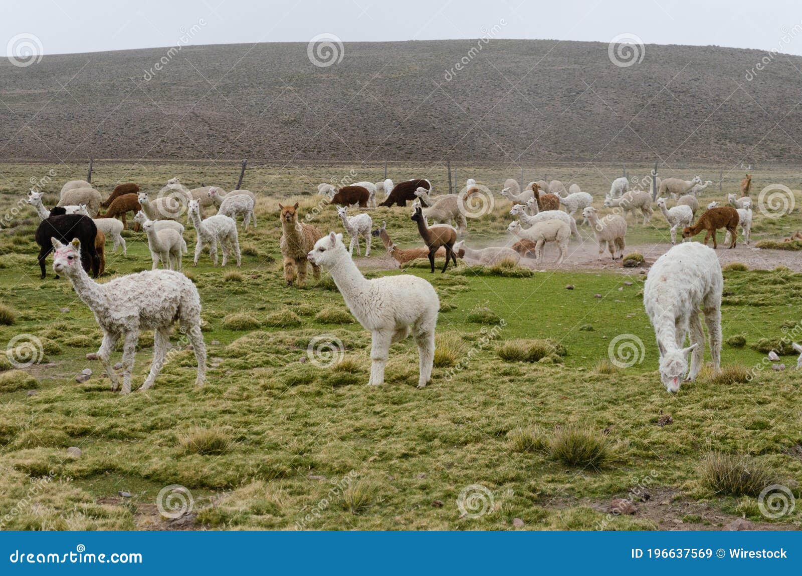 Herd of Alpacas Grazing and Walking Around on a Grass-covered Meadow ...